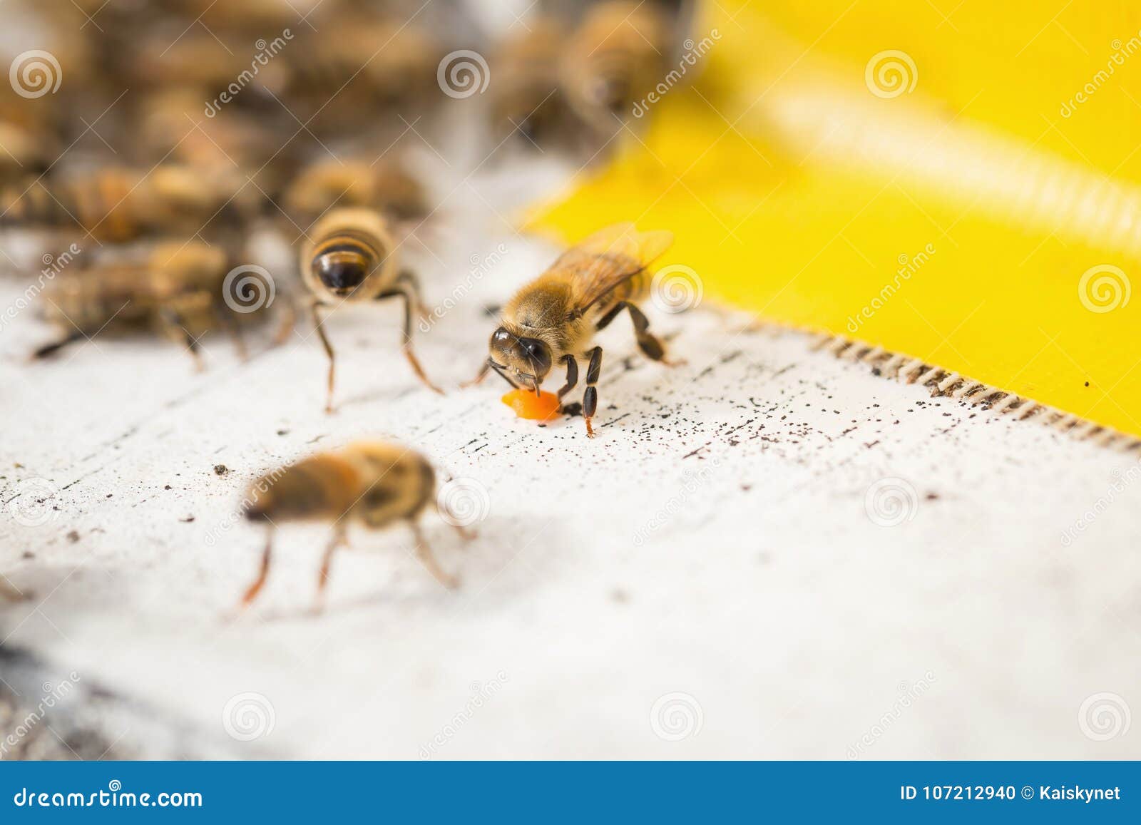 Bees Find Food and Keep in White Bee Boxes Selective Focus. Stock Photo ...