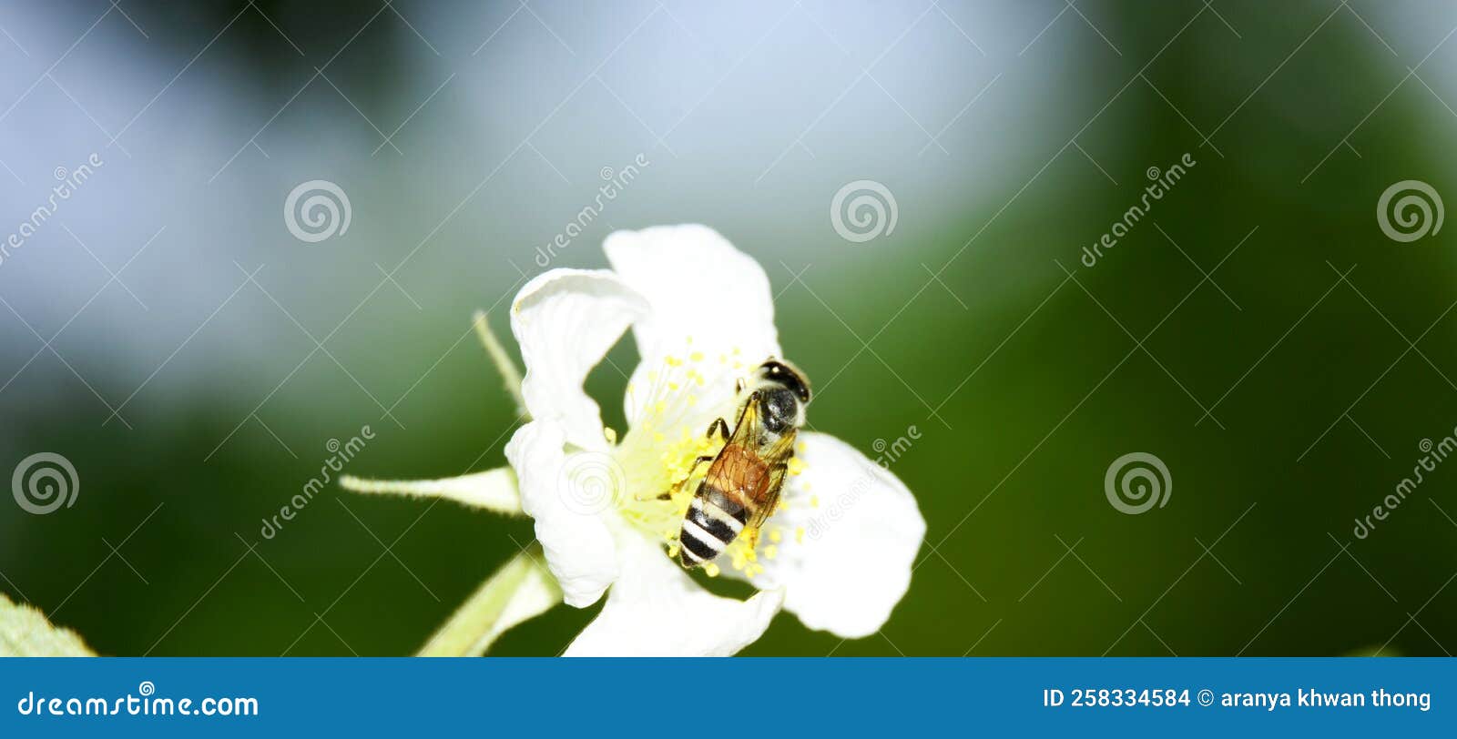 The Bees are Finding Nectar from Palm Pollen. Stock Photo - Image of ...