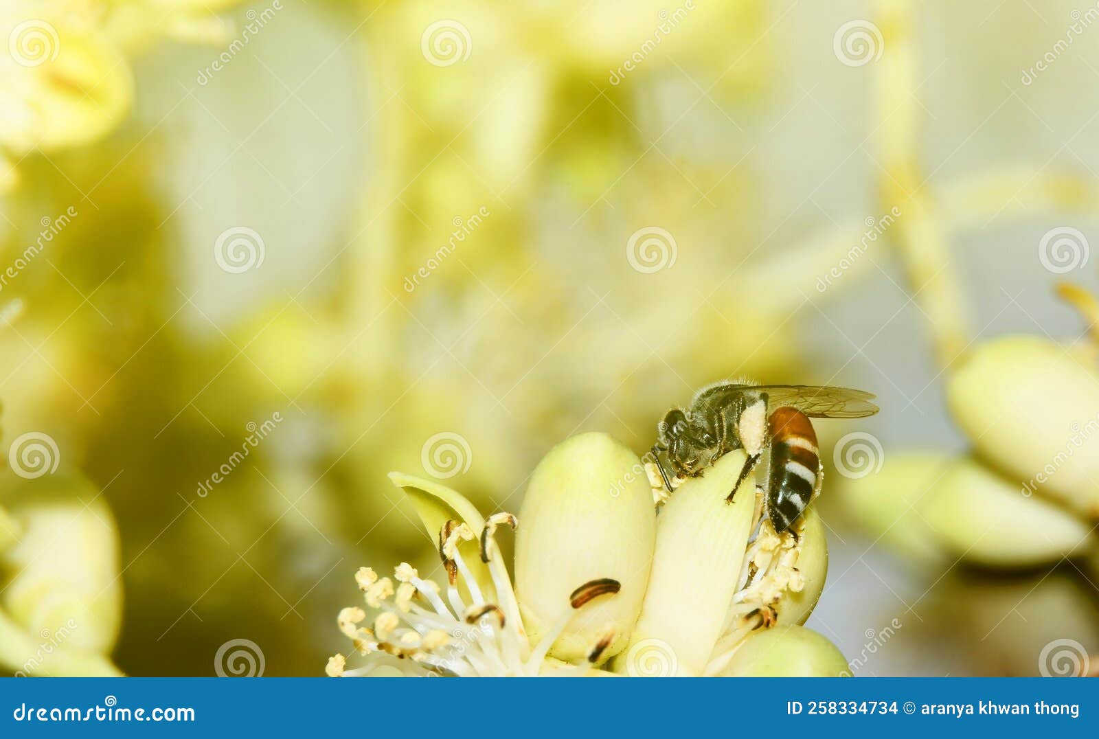 The Bees are Finding Nectar from Palm Pollen Stock Photo - Image of ...