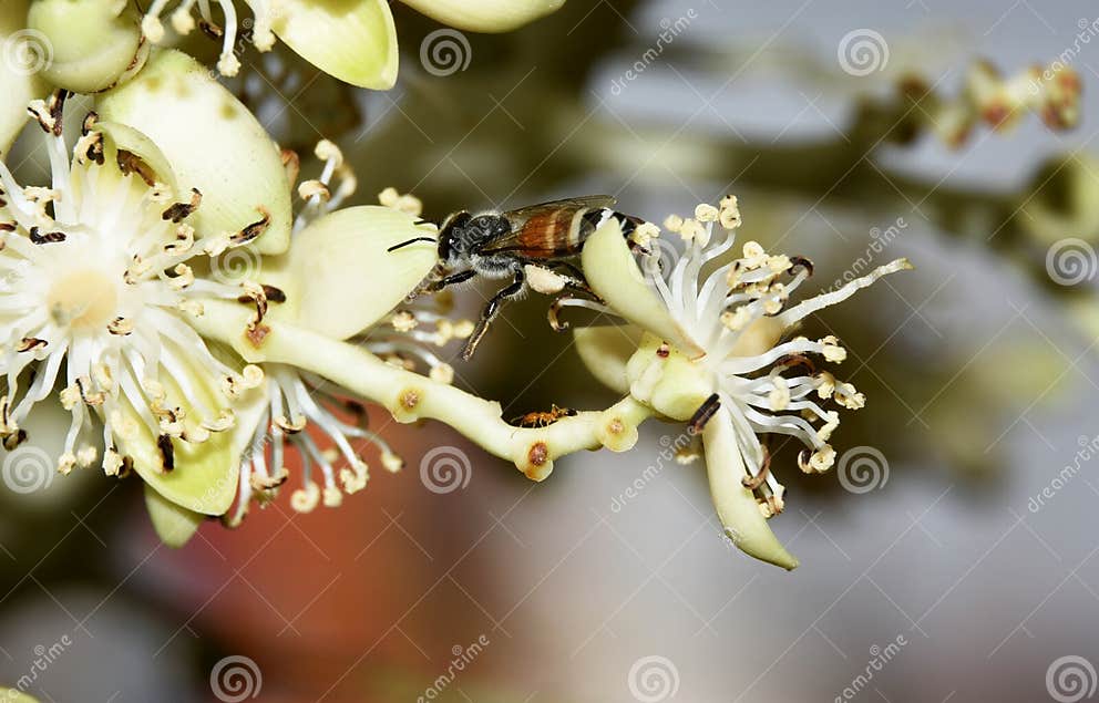 The Bees are Finding Nectar from Palm Pollen Stock Image - Image of ...