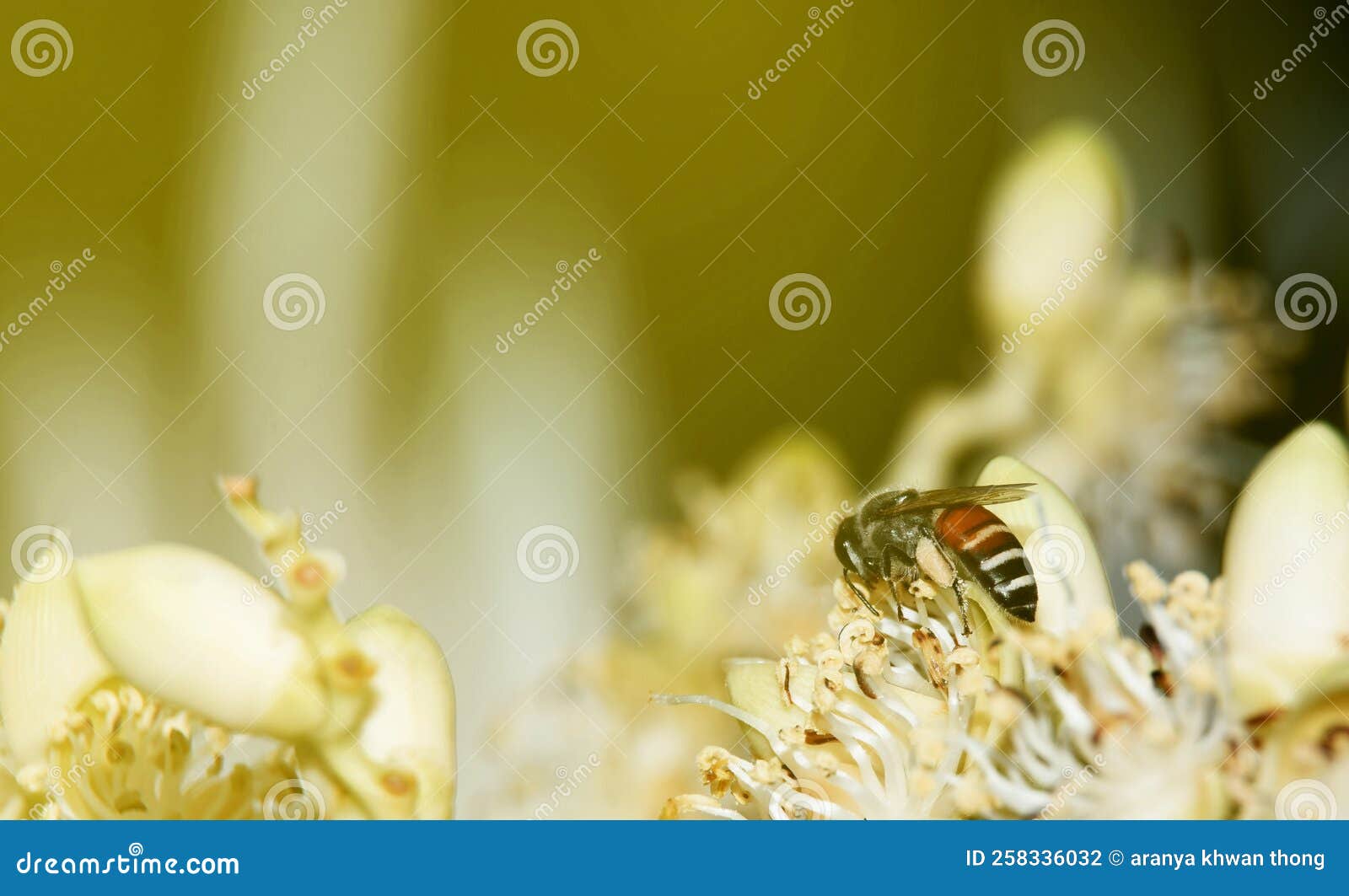 The Bees are Finding Nectar from Palm Pollen Stock Photo - Image of ...