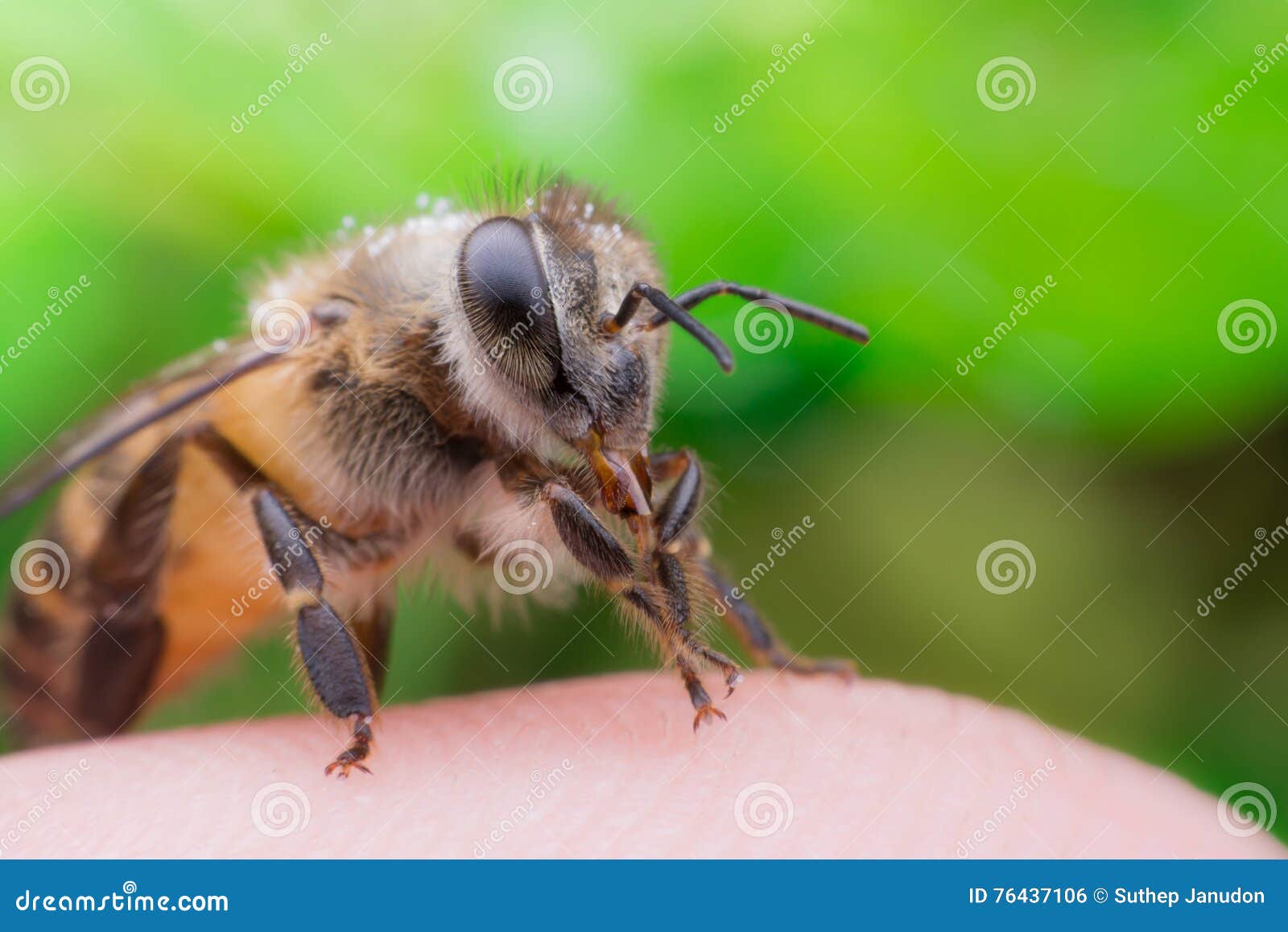 Bees on the Finger, Closeup of Photo Stock Photo - Image of field ...