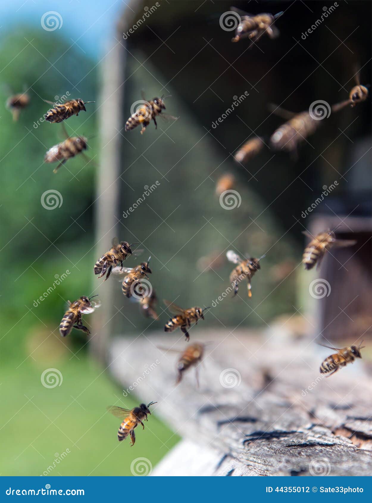 Bees in Flight Near Beehive Stock Photo - Image of ecology, closeup ...