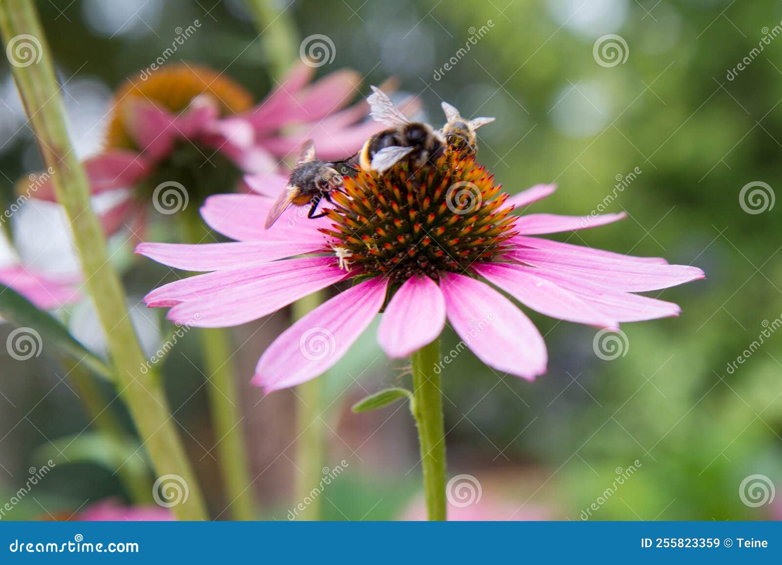 Bees on flower stock image. Image of honey, botany, bloom - 255823359