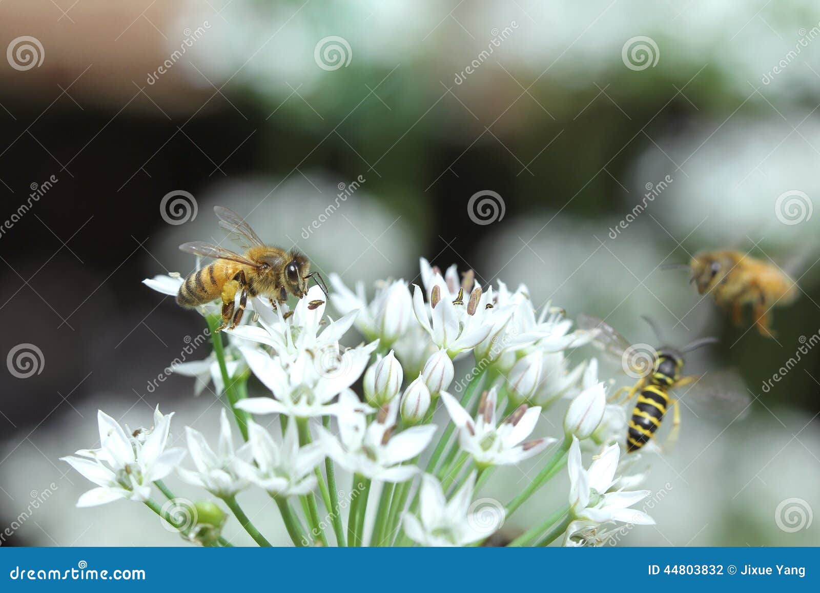 Bees and Flower stock photo. Image of pollination, macro - 44803832