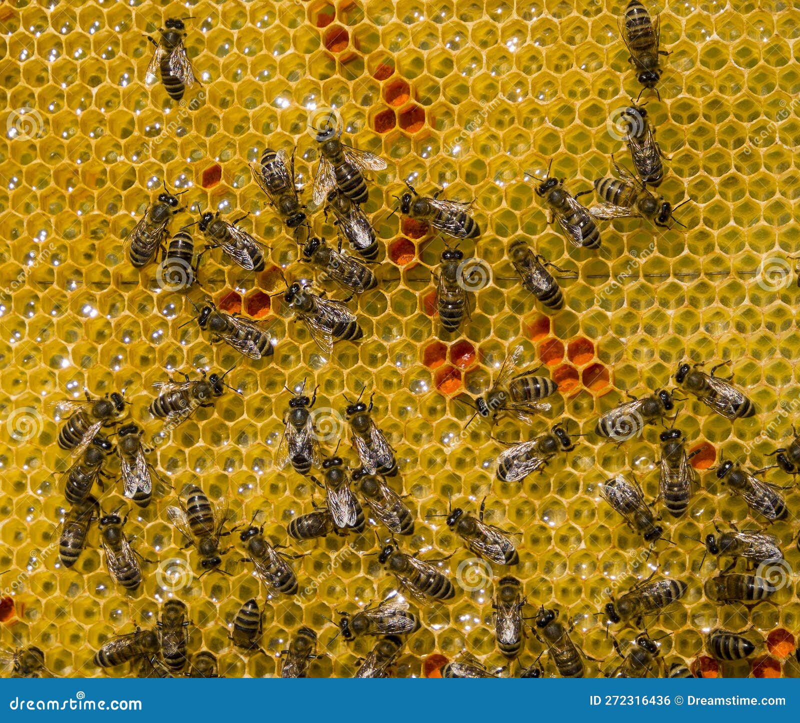 Bees, Flower Pollen, Nectar and Honey in Comb Stock Photo - Image of ...