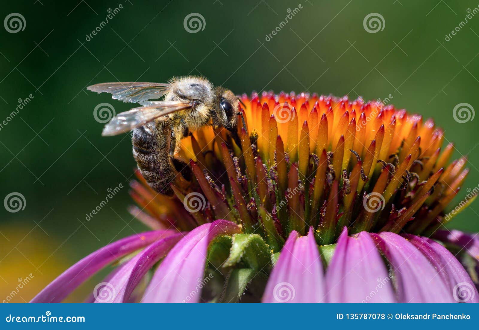 Bees and Flowers Close-up Macro Photo Stock Photo - Image of leaf ...