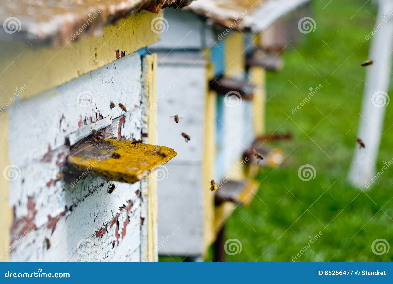 Bees fly around the hive stock image. Image of animal - 85256477