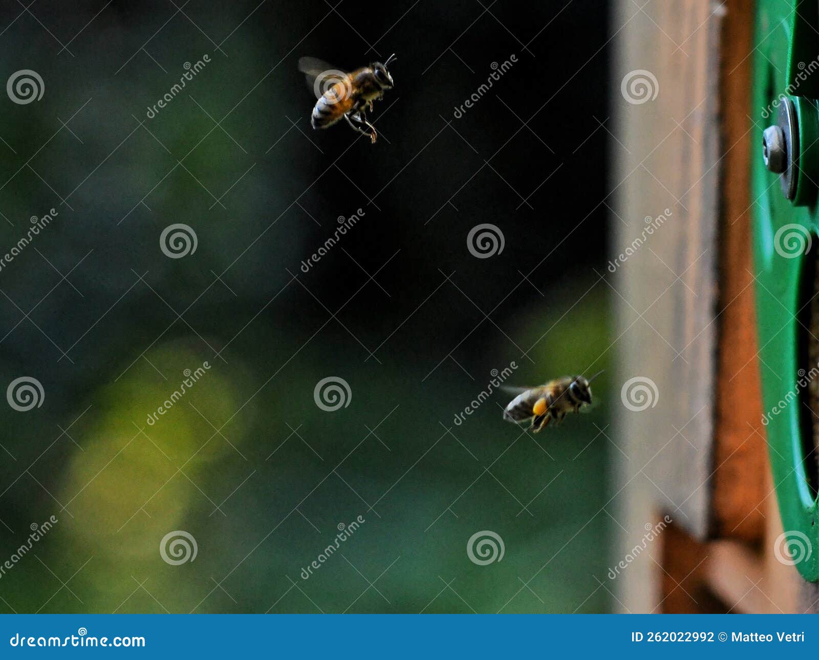 Bees Fly Back To Their Hive Stock Photo - Image of animal, flying ...