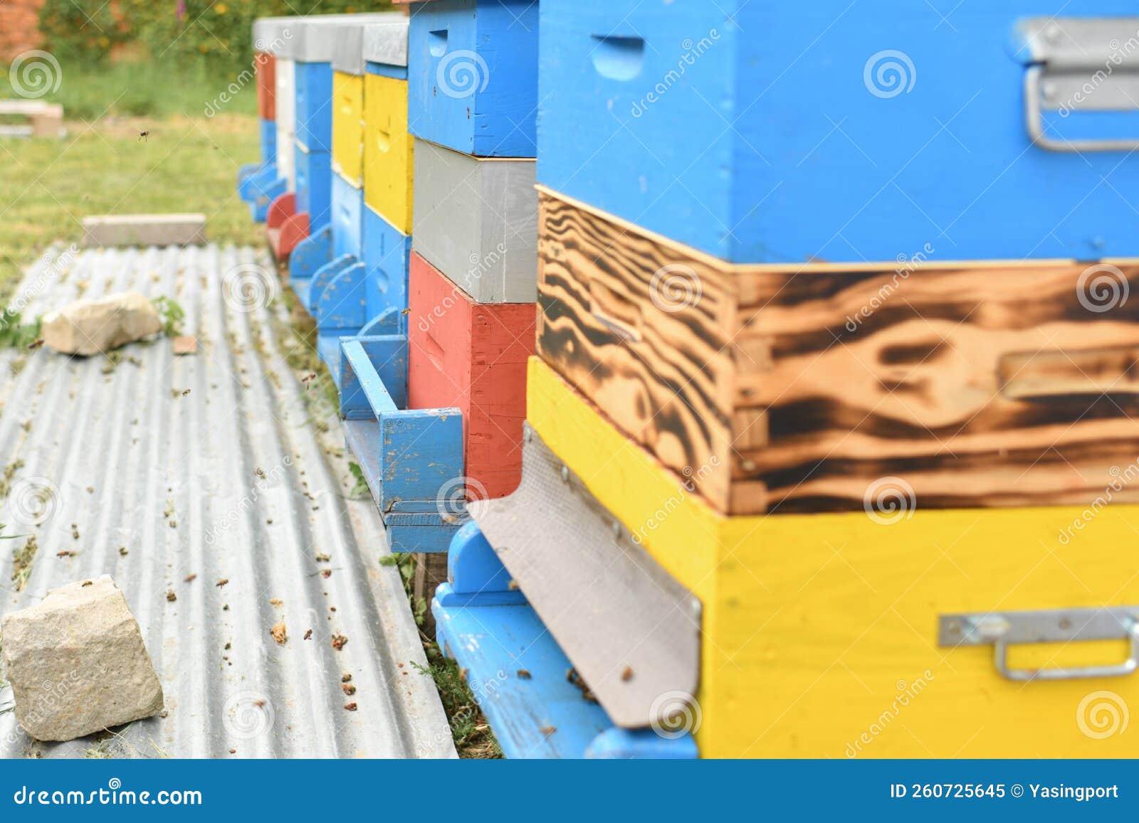 The Bees Fly into the Box. Wooden Beehive and Bees Stock Image - Image ...