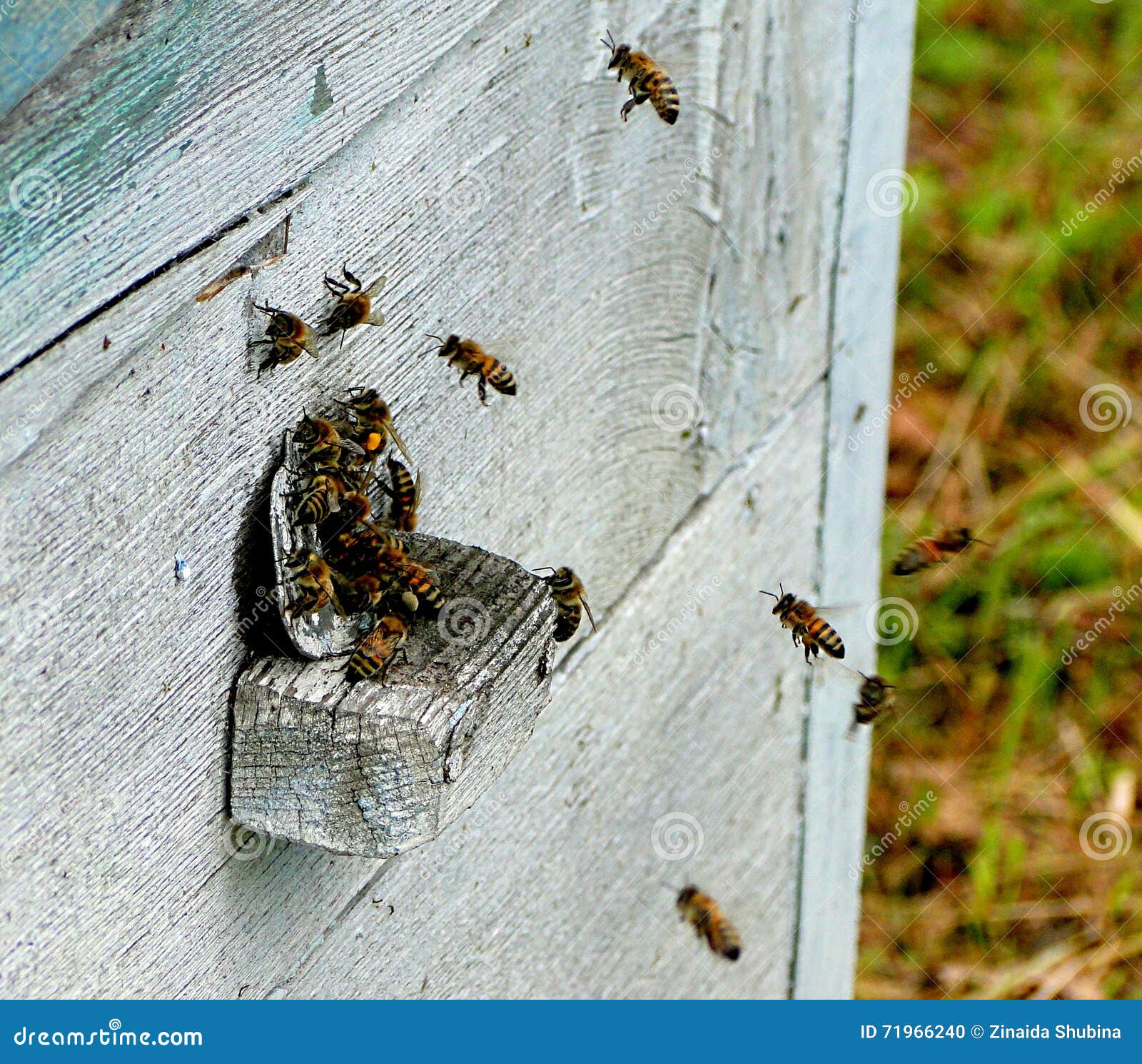 Bees stock photo. Image of summer, hive, apiary, grass - 71966240