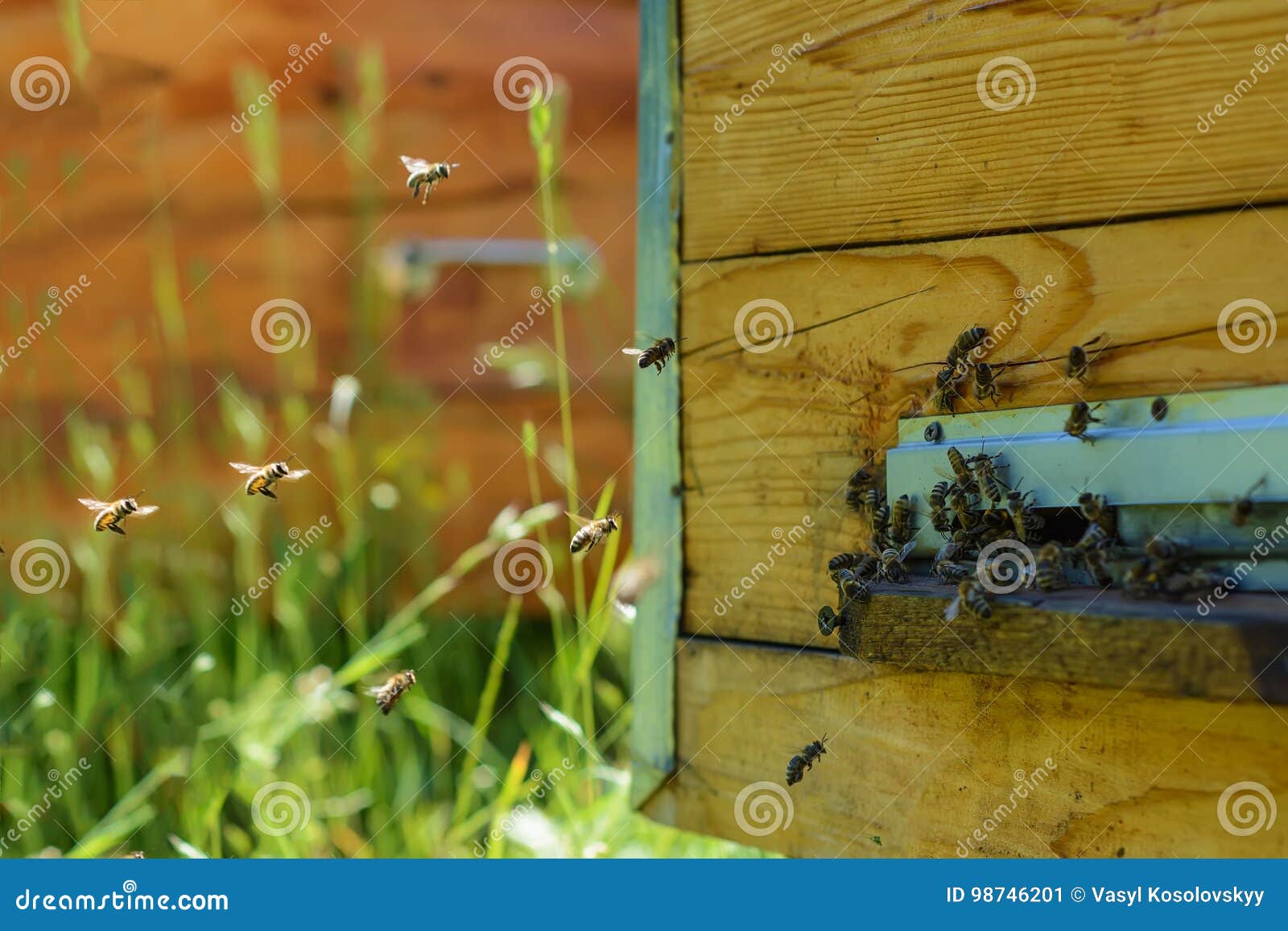 The Bees Fly Inside into the Hive. Hive. Apiary. Stock Image - Image of ...