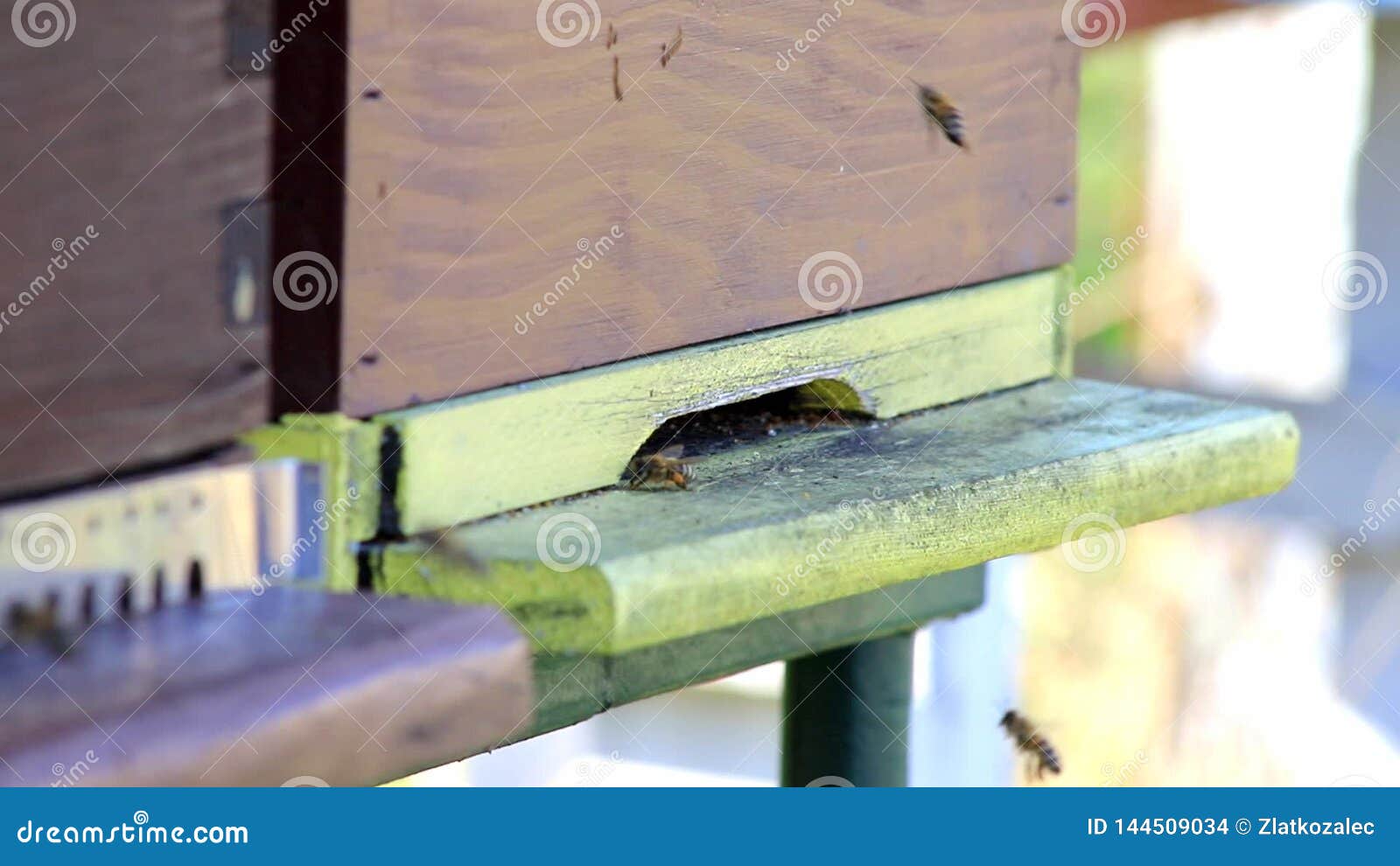 Bees Fly in and Out from Beehive Stock Footage - Video of bees, ecology ...