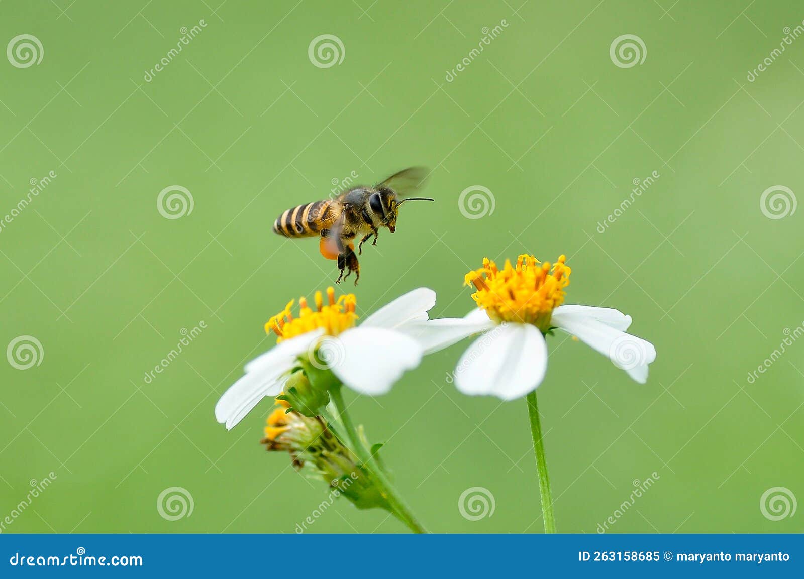 Bees Fly To Flowers in Search of Honey Stock Image - Image of bumblebee, search: 263158685