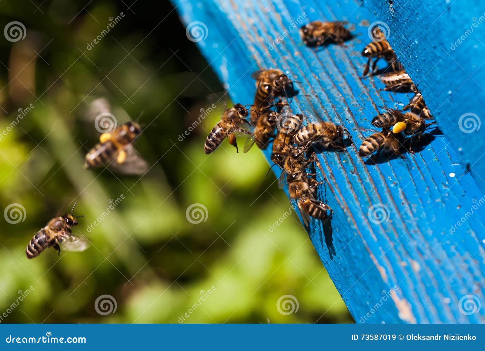 Bees fly to the hive stock image. Image of ecology, nature - 73587019