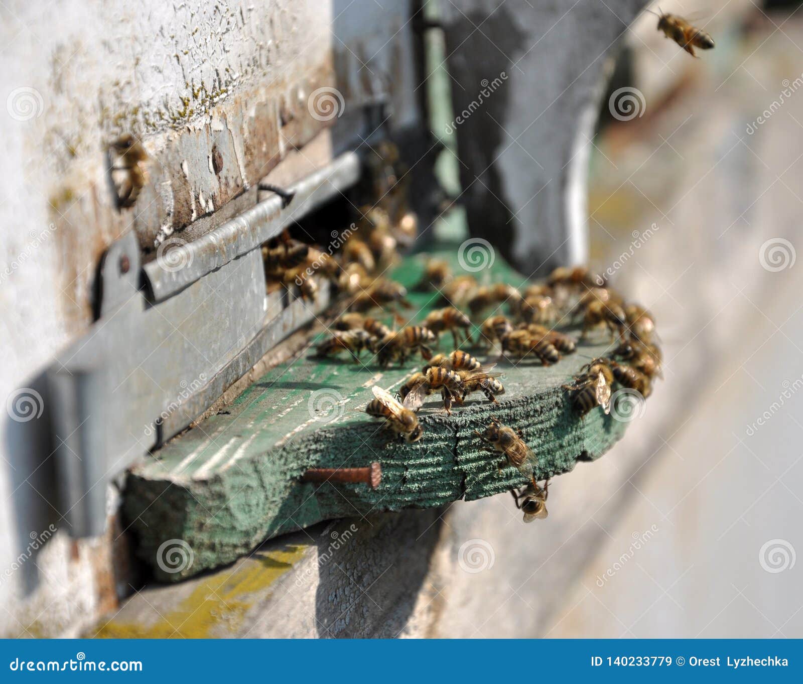 Bees fly to the hive stock image. Image of hive, honey - 140233779