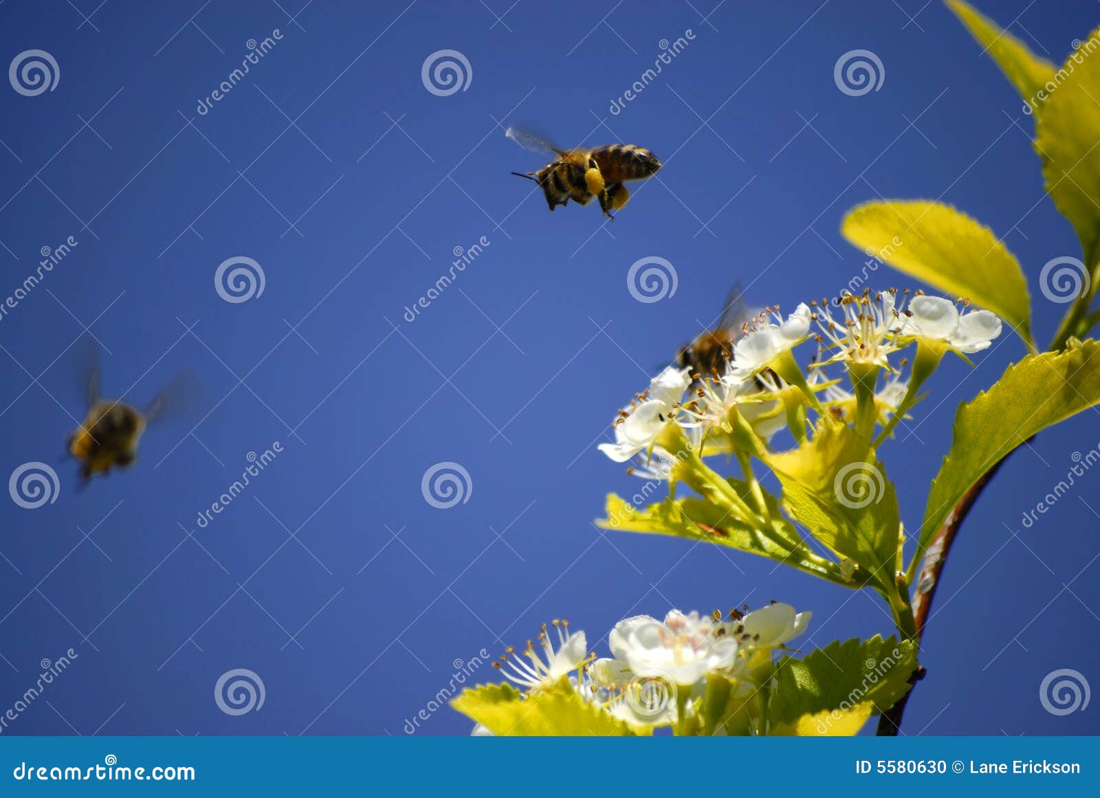 Bees Flying Around Flowers stock photo. Image of stinger - 5580630