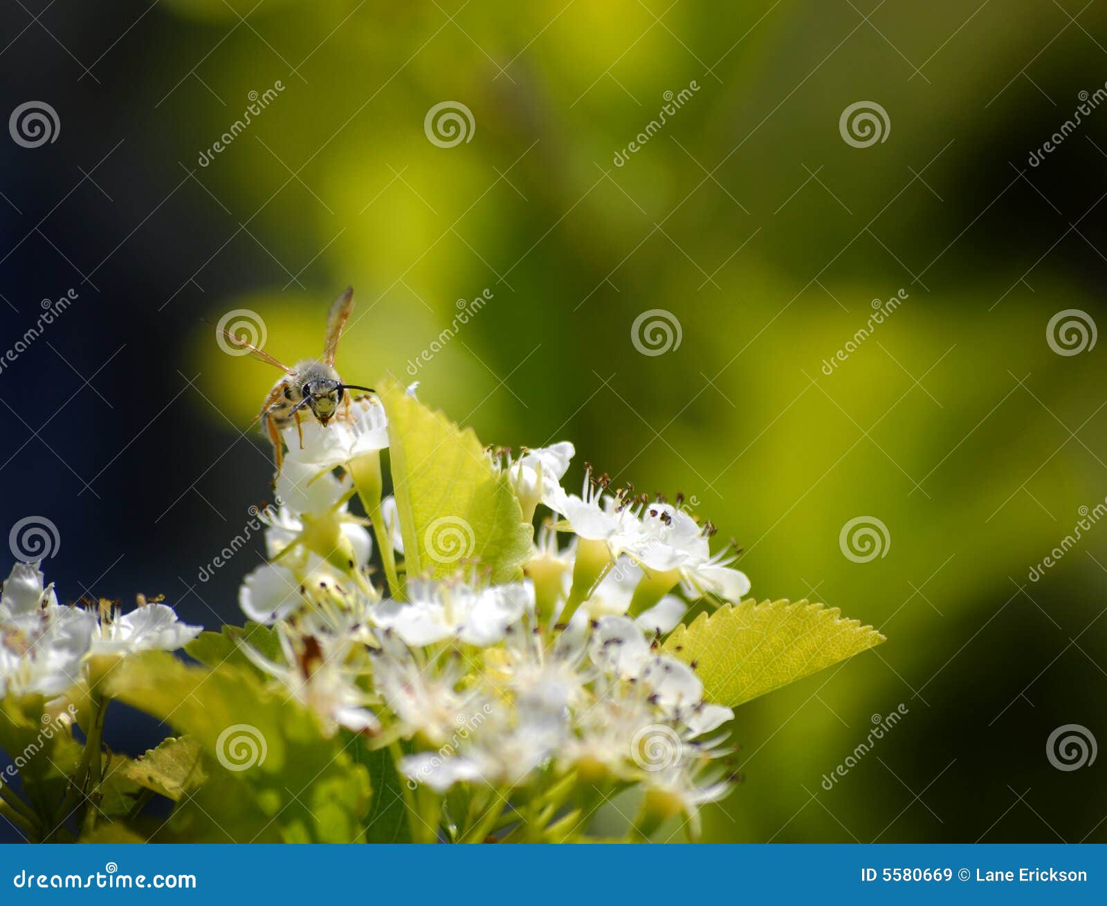 Bees Flying Around Flowers stock image. Image of bees - 5580669