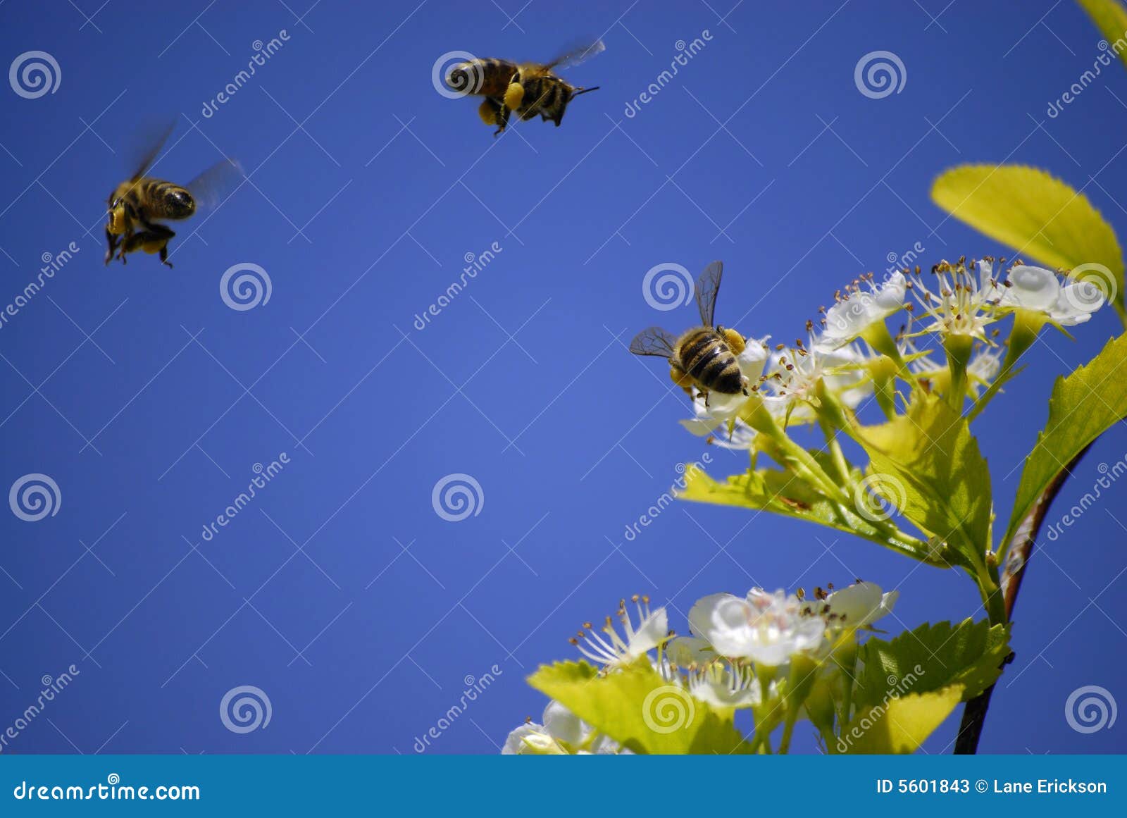 Bees Flying Around Flowers stock image. Image of spring - 5601843