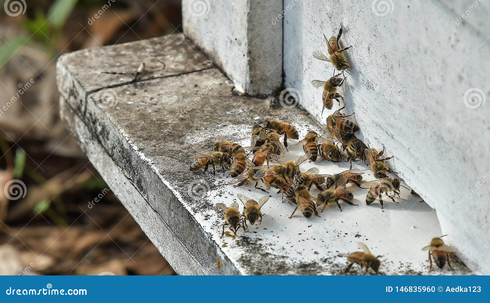 Bees Flying Back in Hive after a Harvest Period Stock Photo - Image of ...