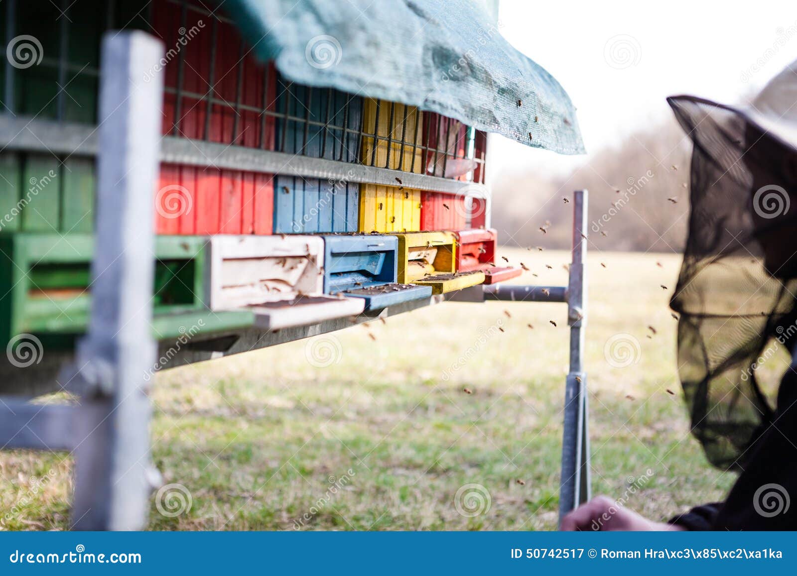 Bees Flying into the Beehive Stock Image - Image of honeycomb, hive ...