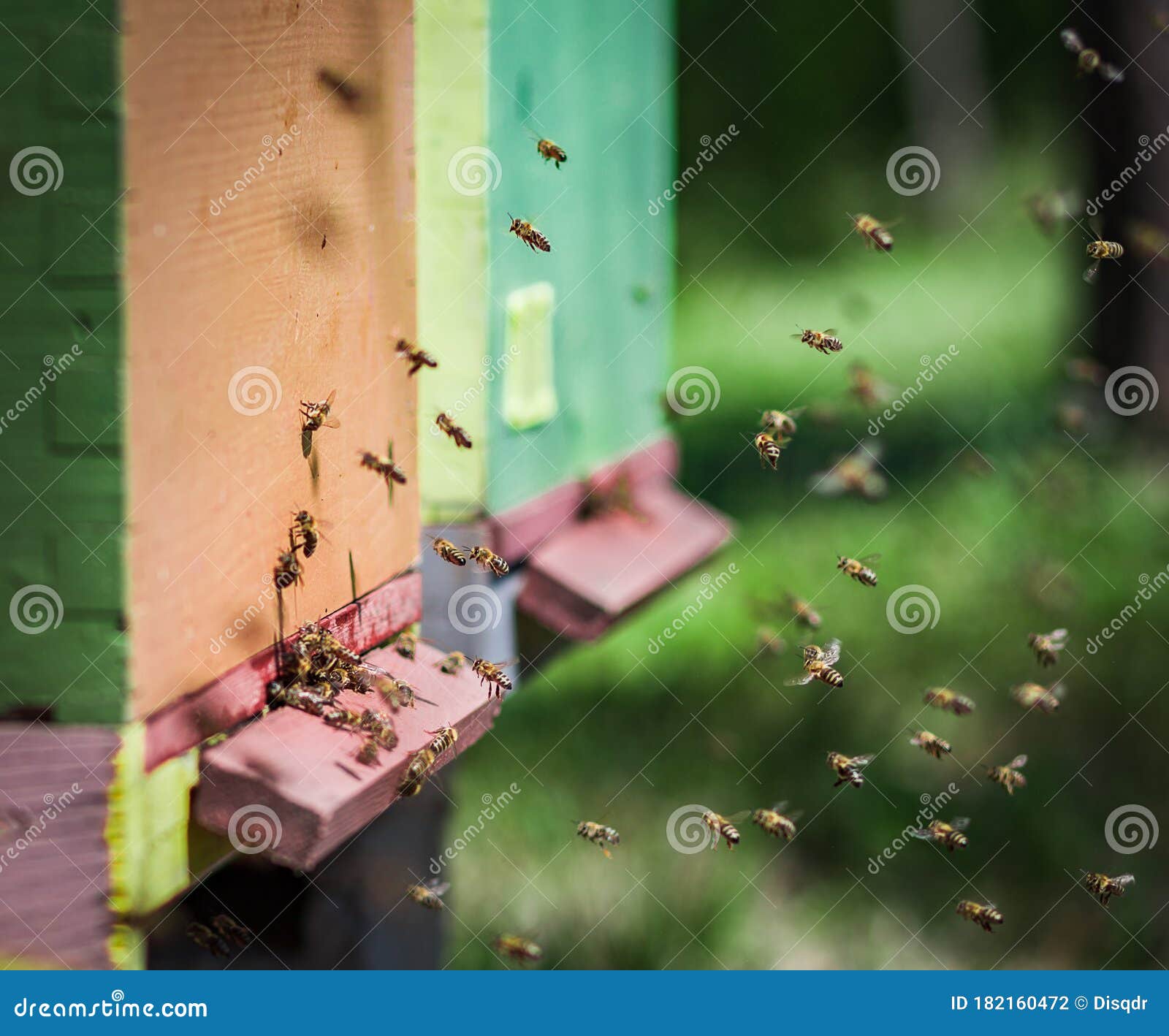 Bees Flying Entering Honeycomb Bee Hive Stock Photo - Image of flying ...