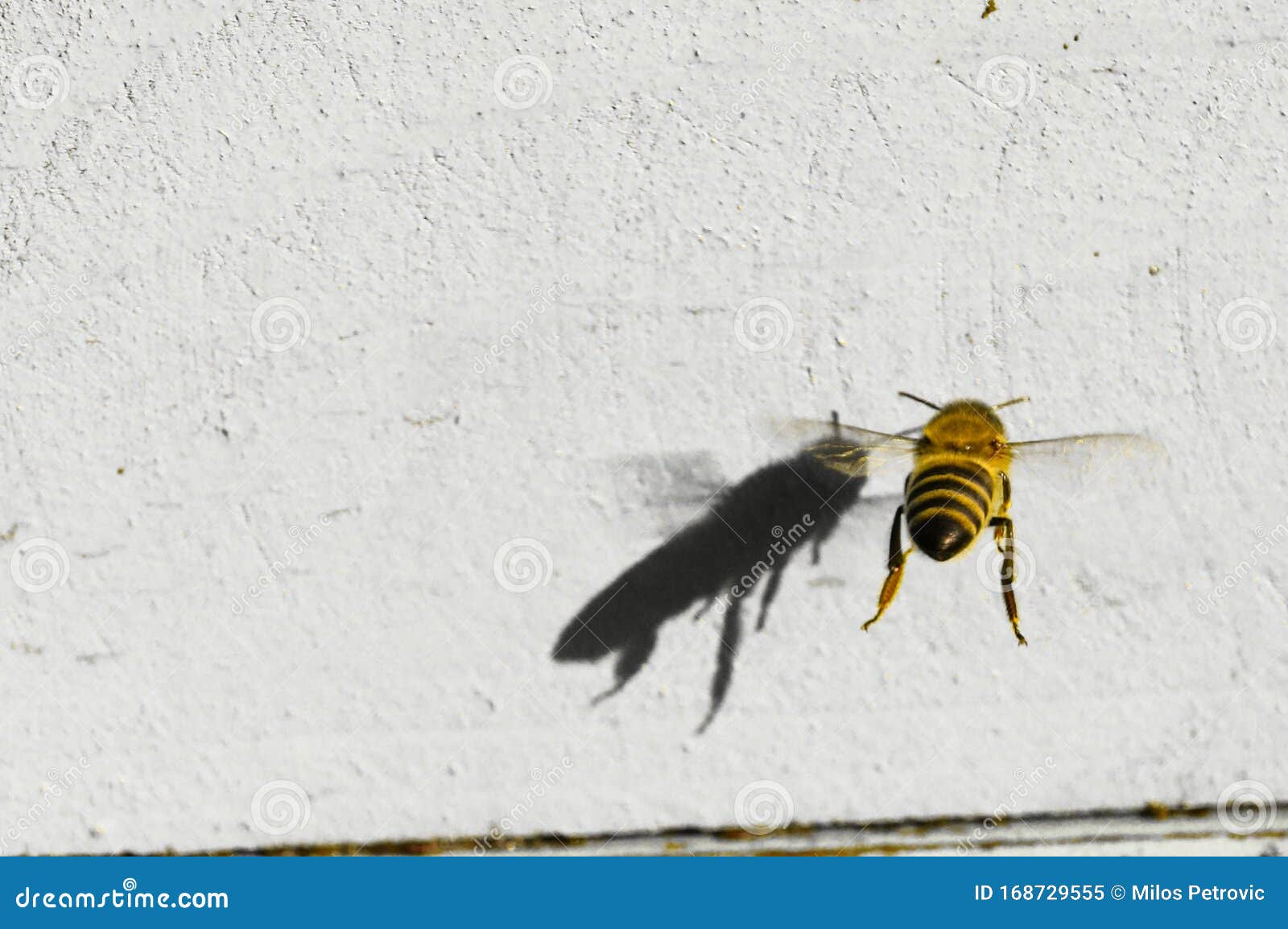 Bees Flying in Front of the Hive Stock Image - Image of honeybee ...