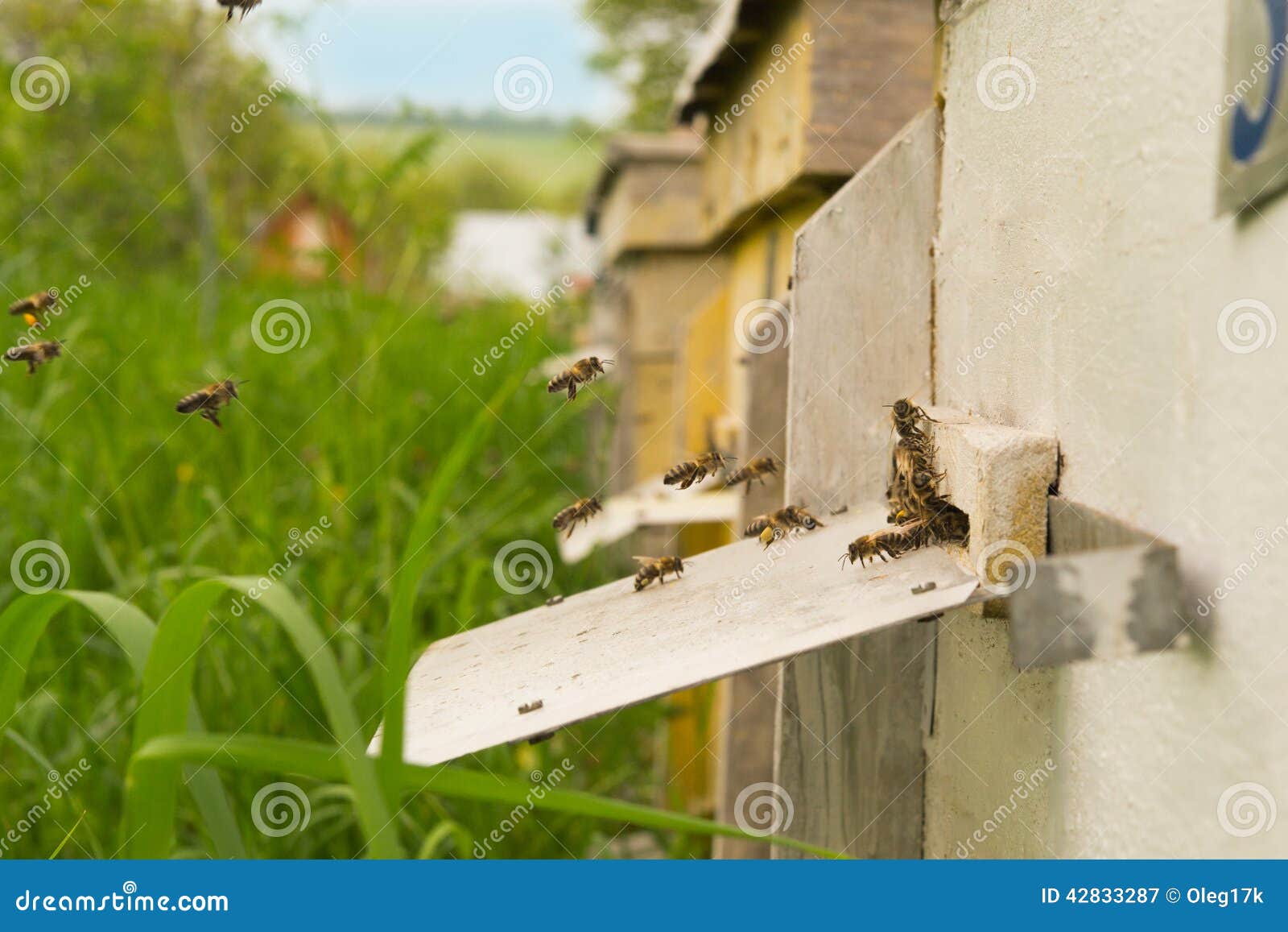 Bees flying into the hive stock image. Image of colony - 42833287