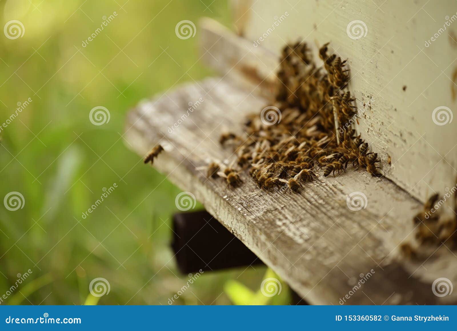 Bees Flying into the Hive in the Garden. Close-up. Soft Selective Focus ...