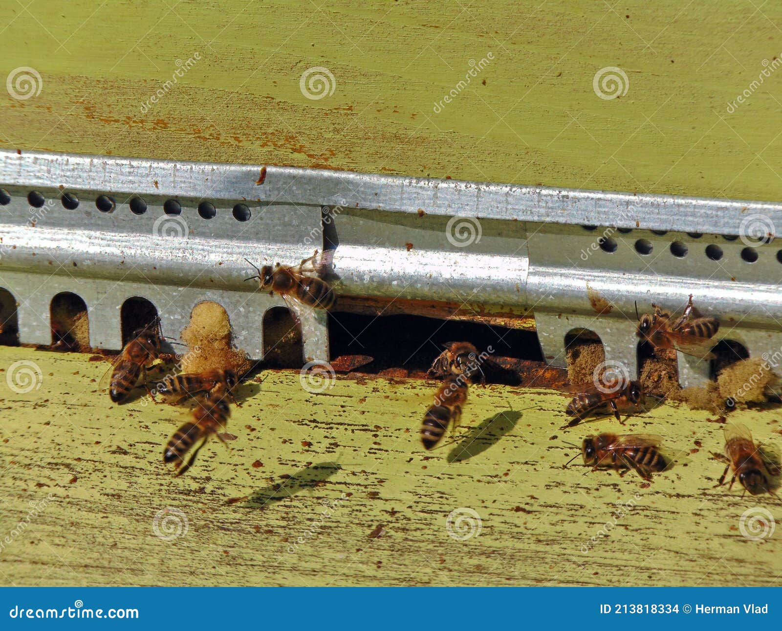 Bees flying near the hive stock photo. Image of christian - 213818334