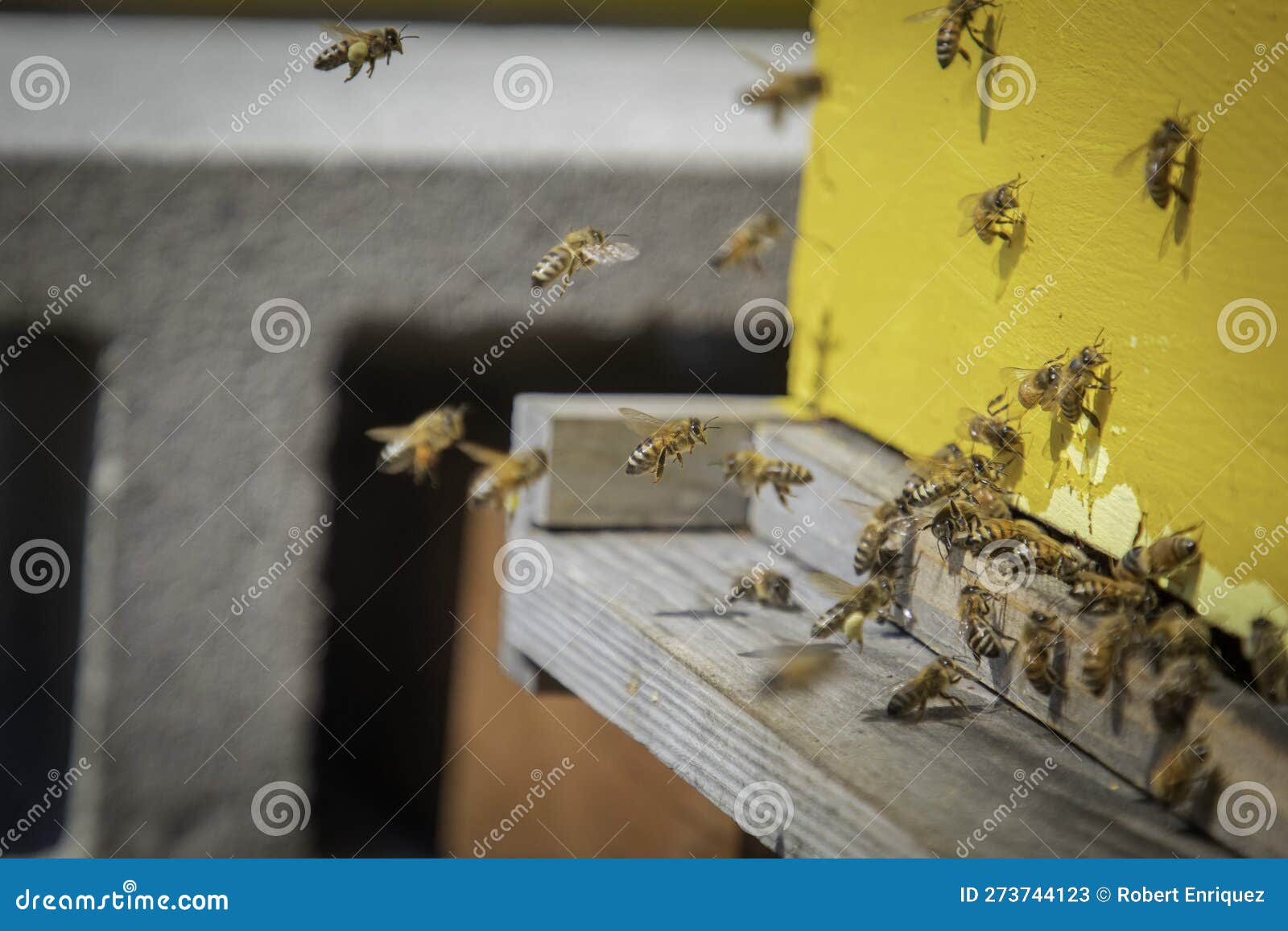 Bees Flying into and Out of Their Bee Hive Stock Image - Image of ...