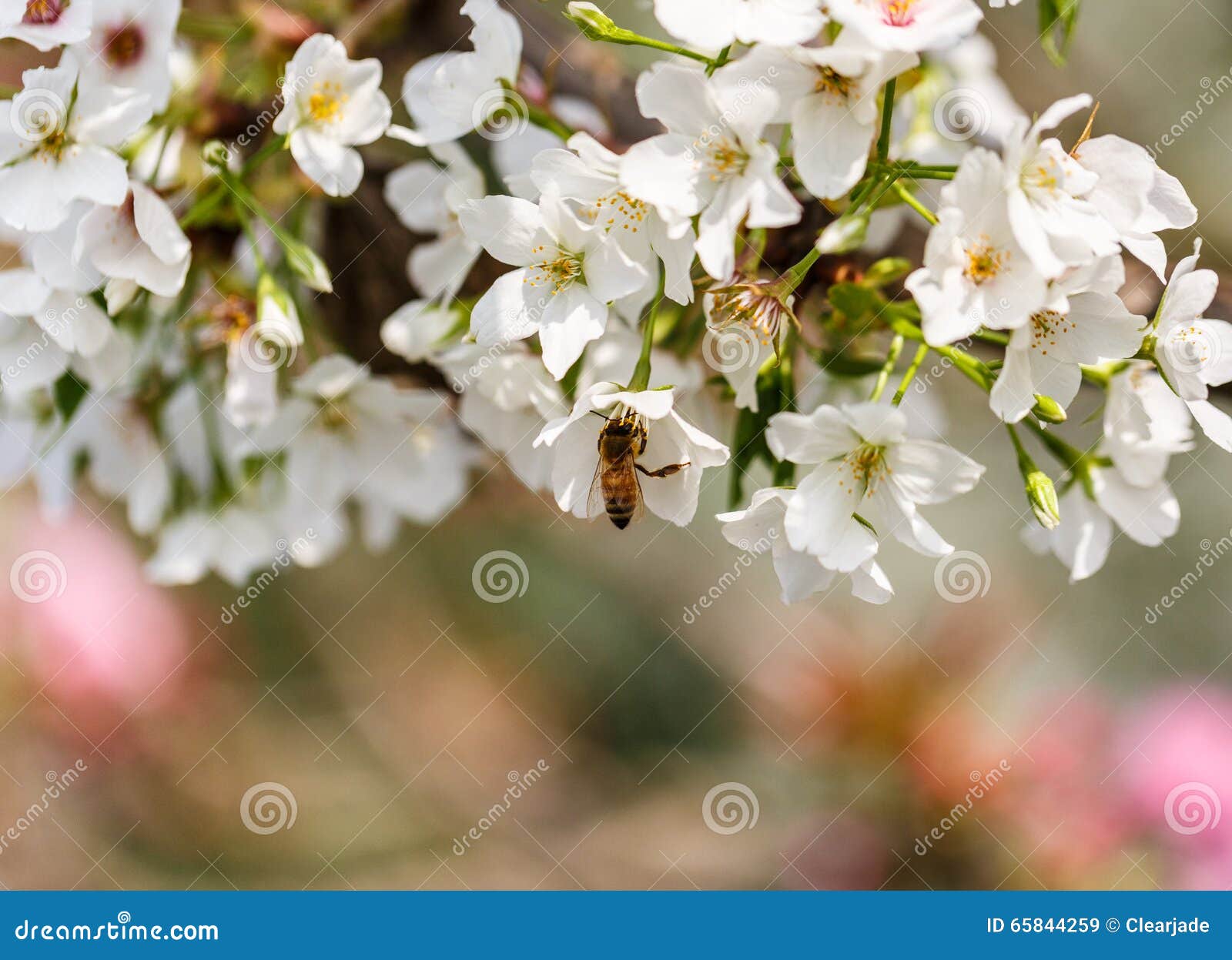 The bees forage for nectar stock image. Image of hard - 65844259