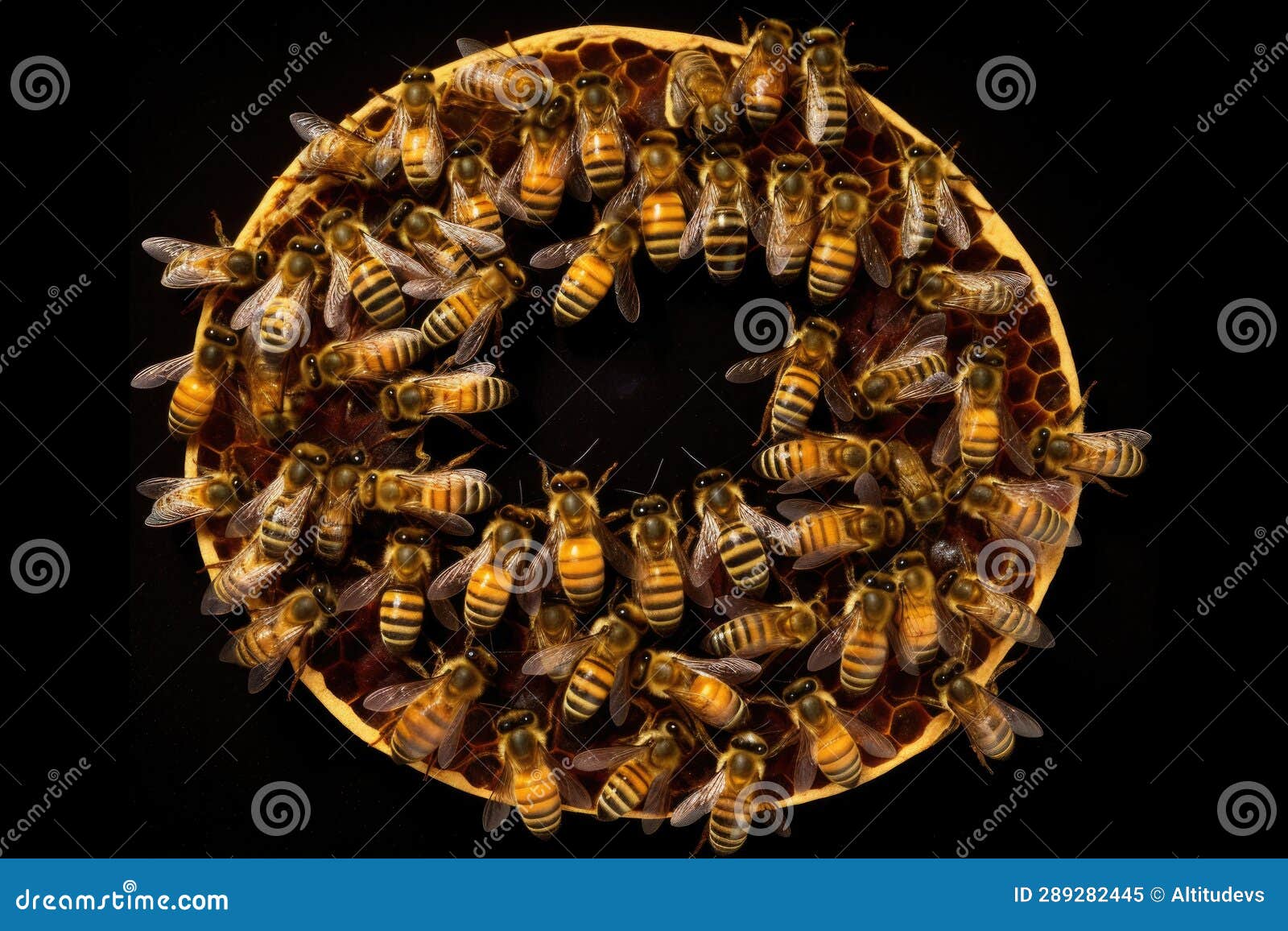 Bees Forming a Protective Circle Around Queen Stock Image - Image of ...