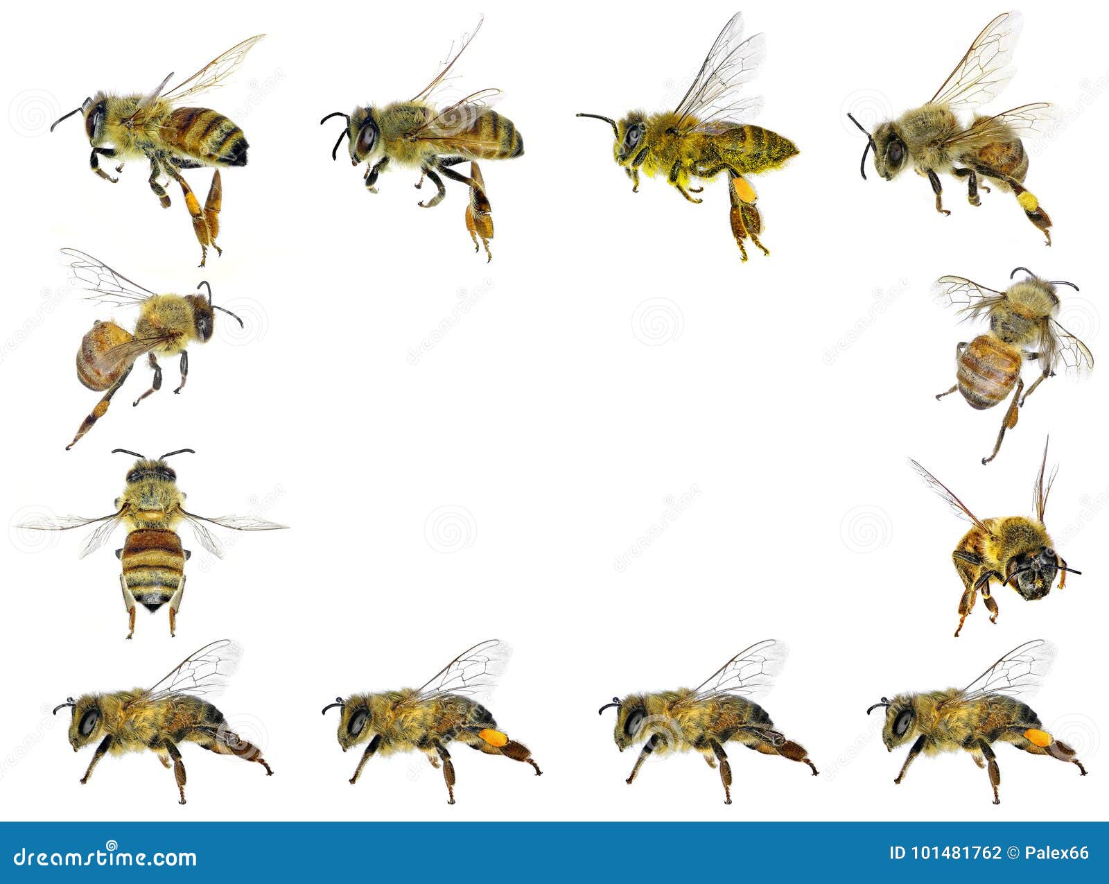 Bees frame stock photo. Image of macro, stamen, elements - 101481762