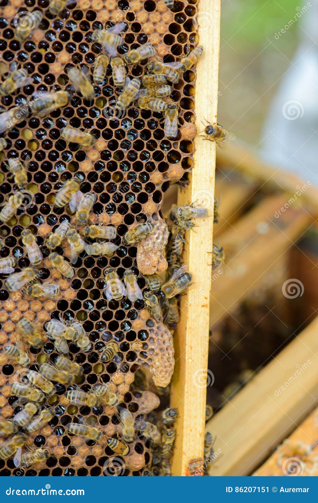 Bees on frame beehive stock image. Image of panels, working - 86207151
