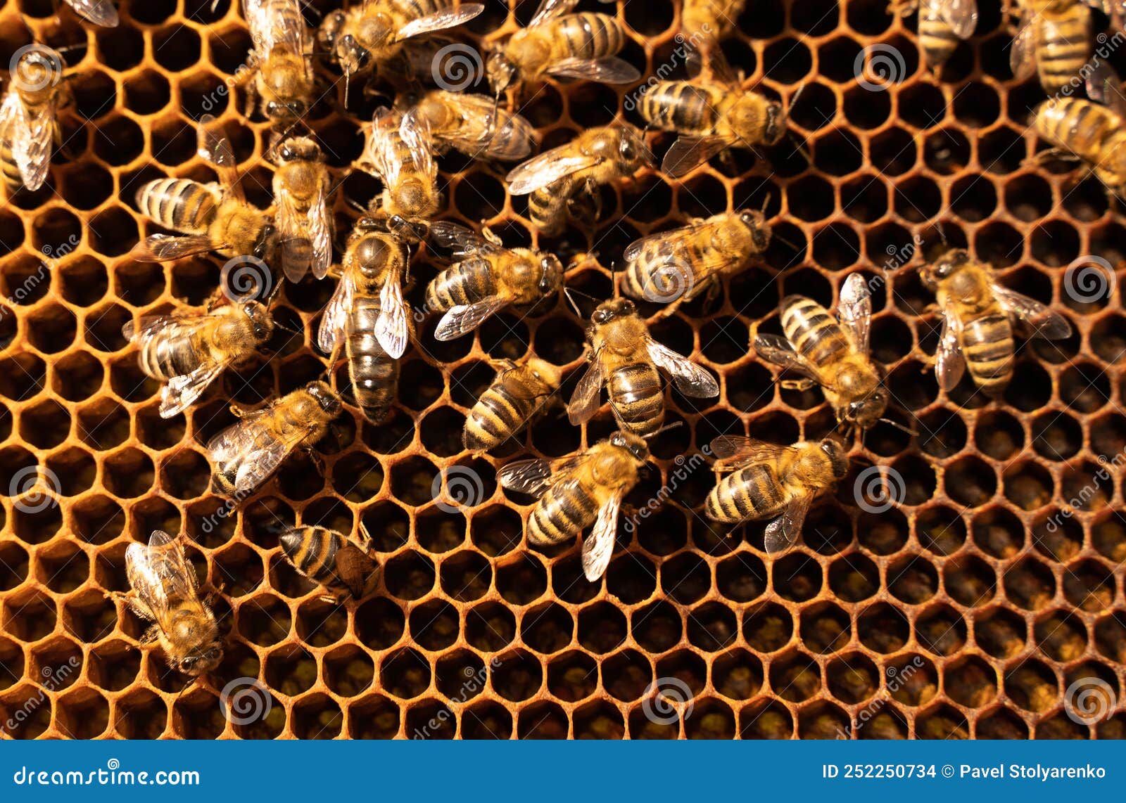 Queen bee stock photo. Image of hexagon, close, collective - 252250734