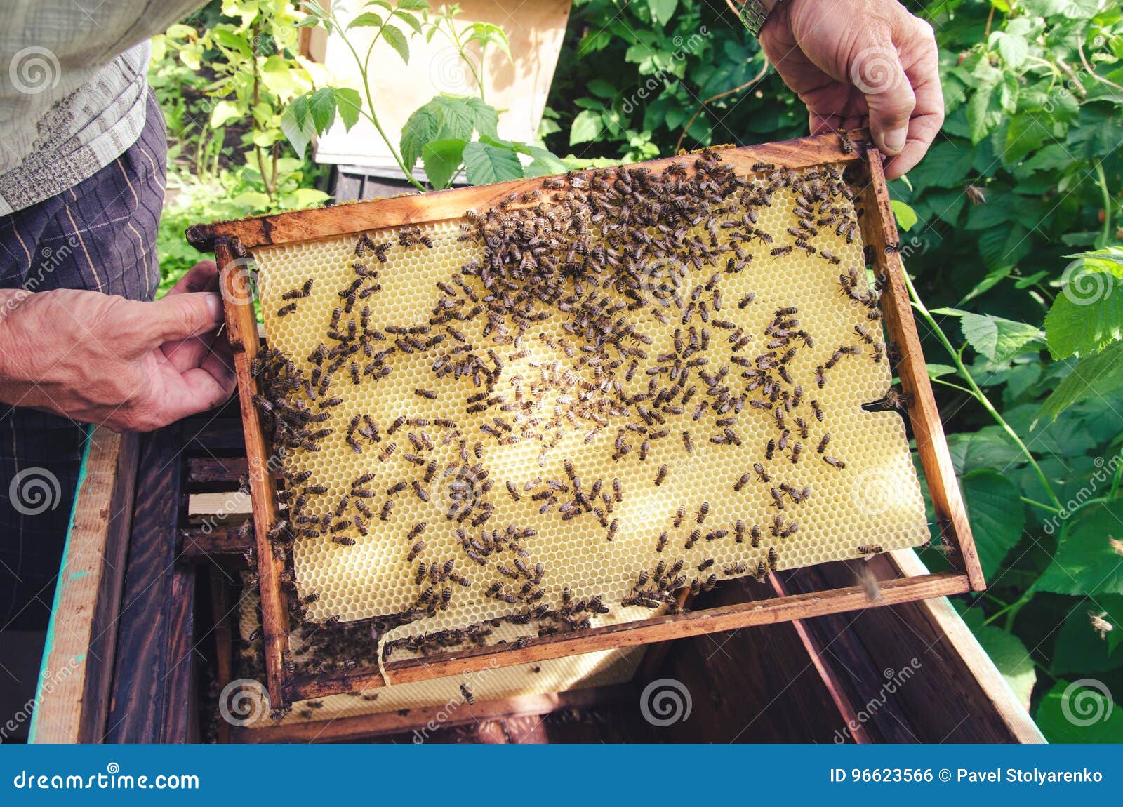 Bees on frame with honey stock photo. Image of agriculture - 96623566