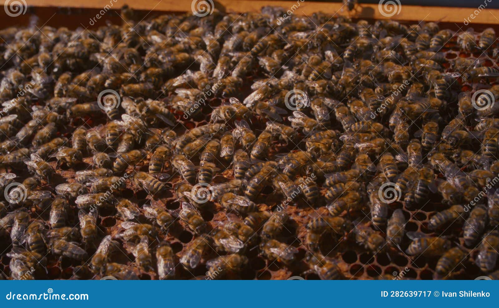 Bees on the Frame. Honeybees Inside Honeycomb Hive. Bees Life Cycle ... Bees on the Frame. Honeybees Inside Honeycomb Hive. Bees Life Cycle ...