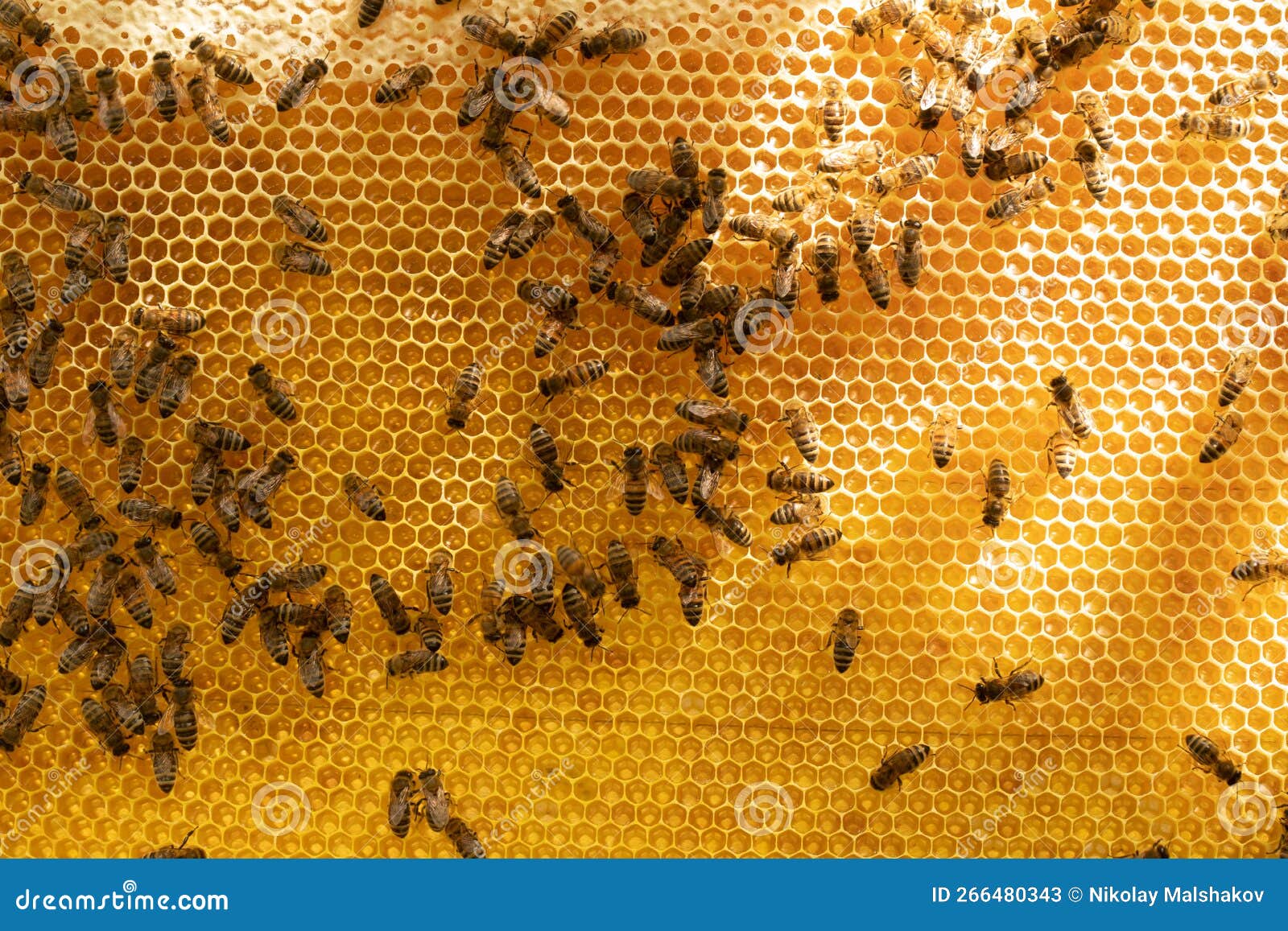 Bees on a Frame with Honeycombs. Frame with Honey and Worker Bee. Stock ...