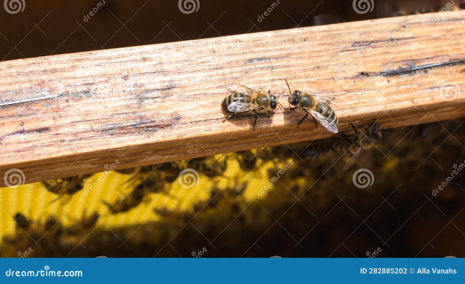 Bees on the frame stock photo. Image of healthy, macro - 282885202