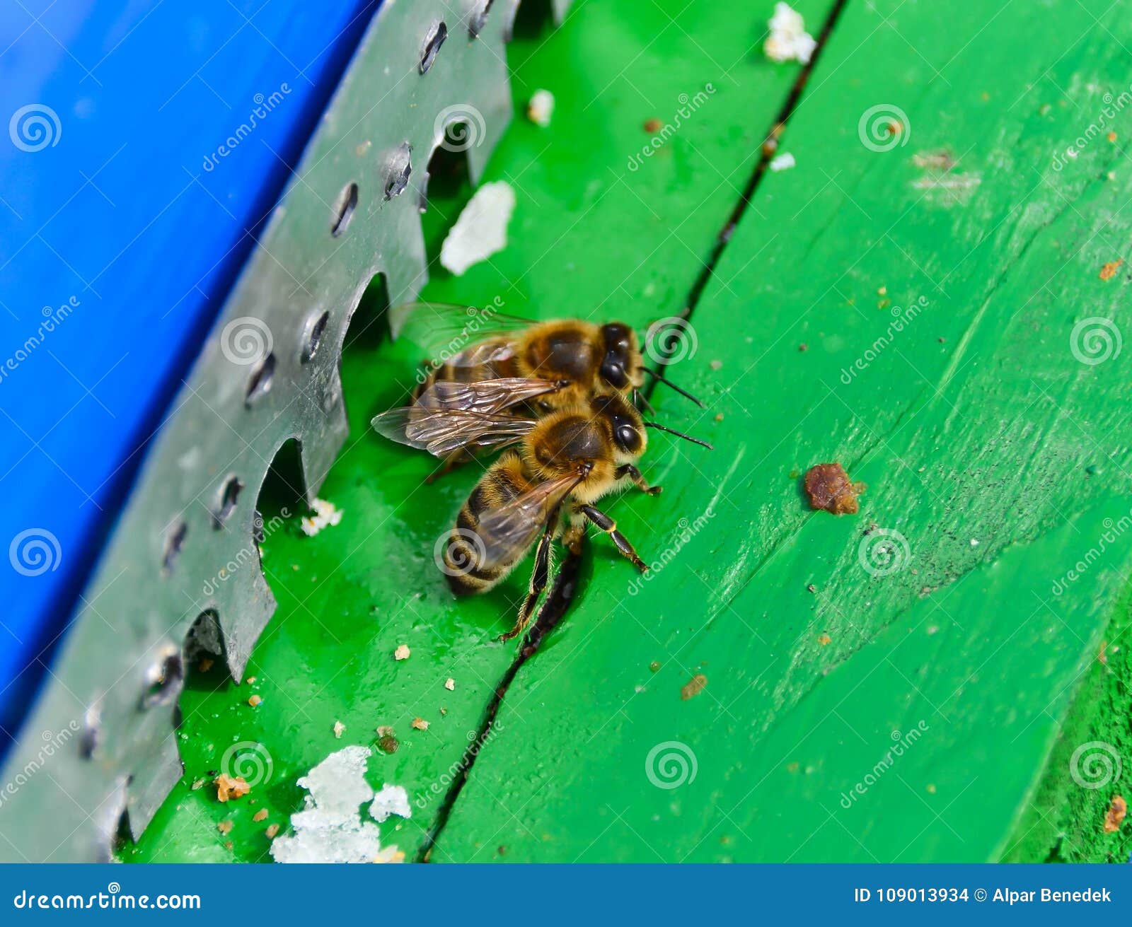 Bees in the Front of the Beehive. Stock Photo - Image of horizontal ...