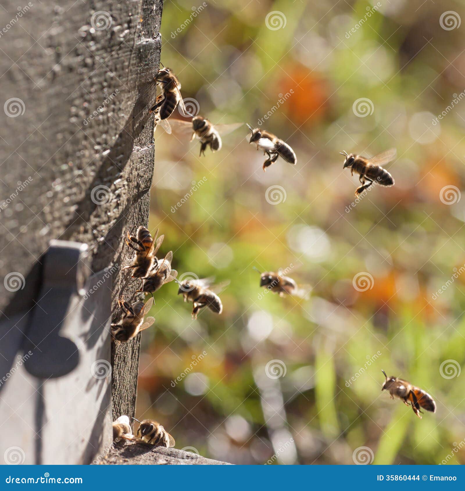 Bees in front of beehive stock photo. Image of macro - 35860444