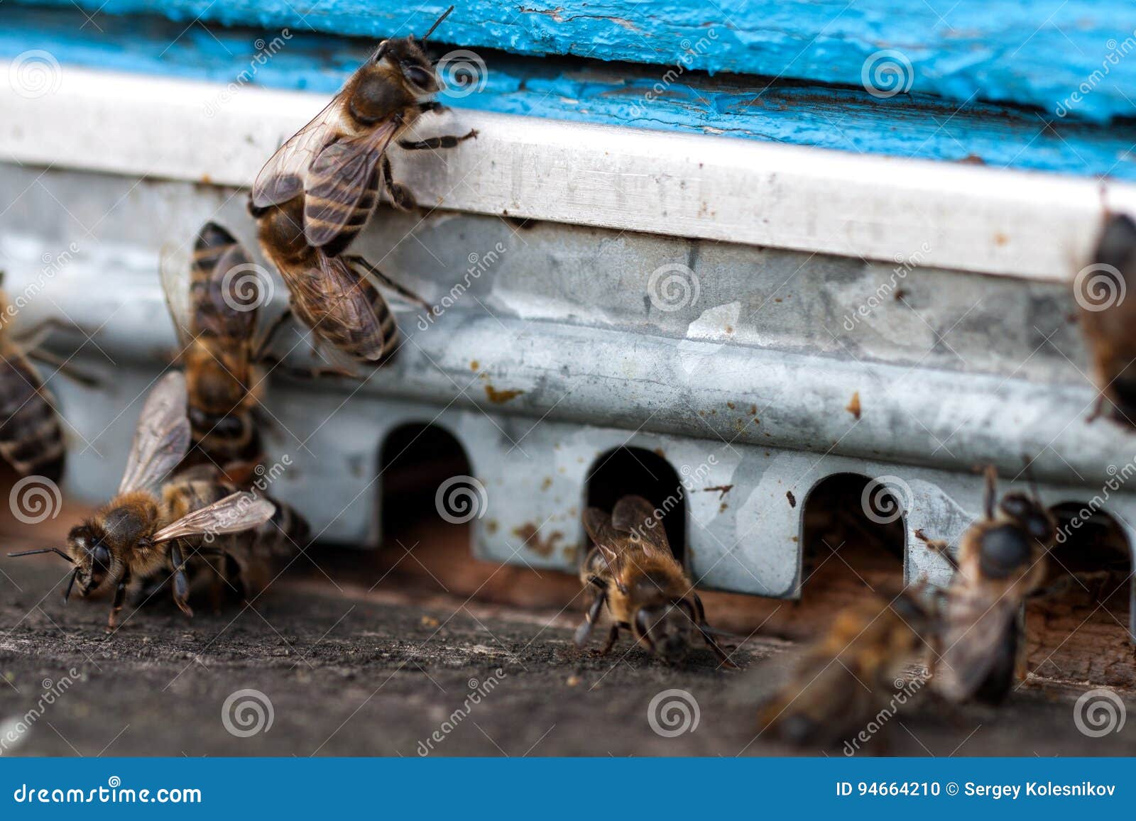 The Bees at Front Hive Entrance Close-up Stock Photo - Image of macro ...