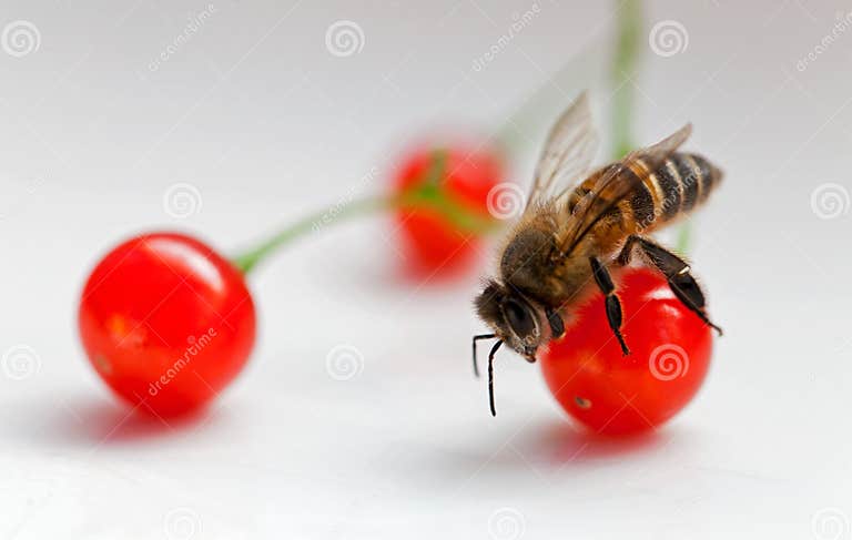 Bees and fruit stock photo. Image of detail, fruit, crawling - 17121244