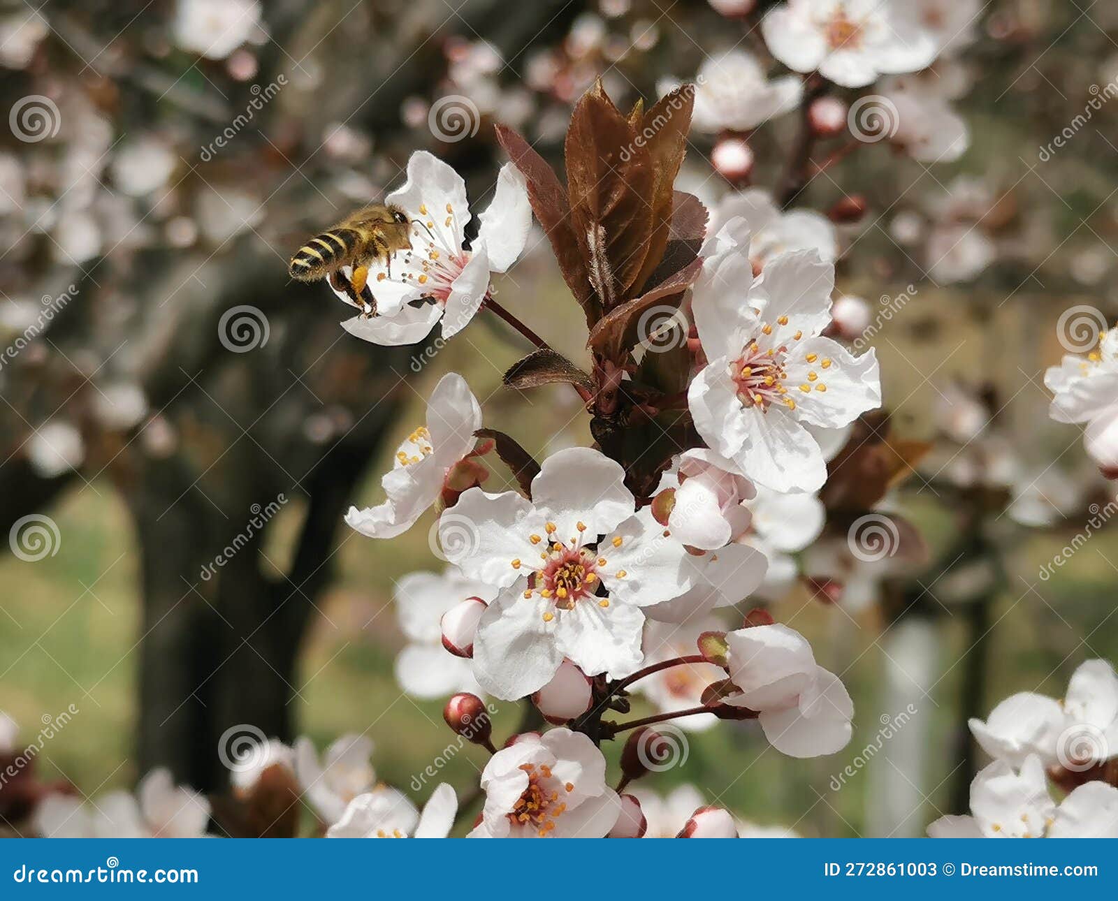 Bees Gather Honey and Purple Leaf Plum in Spring Stock Image - Image of ...