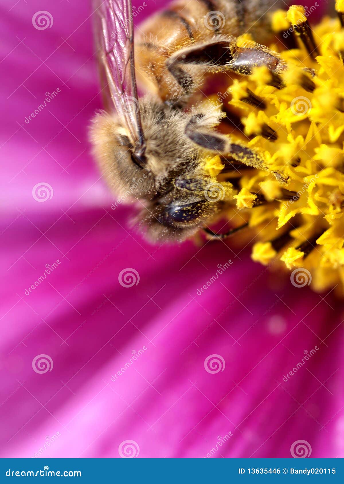 Bees gather pollen stock photo. Image of summer, flower - 13635446