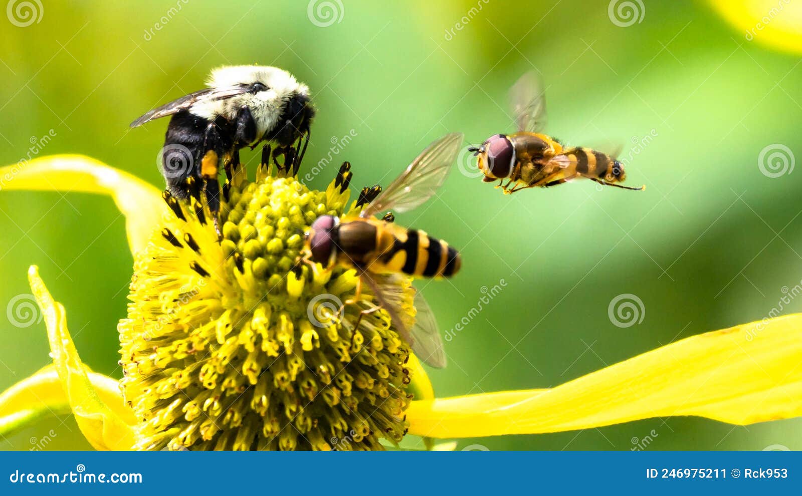 Bees Gathering Pollen from an Accommodating Flower Stock Image - Image ...