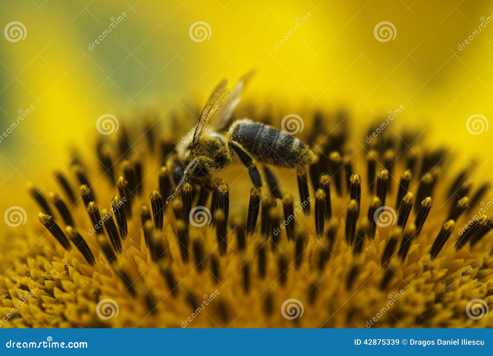 Bees gathering pollen stock image. Image of leaves, honey - 42875339