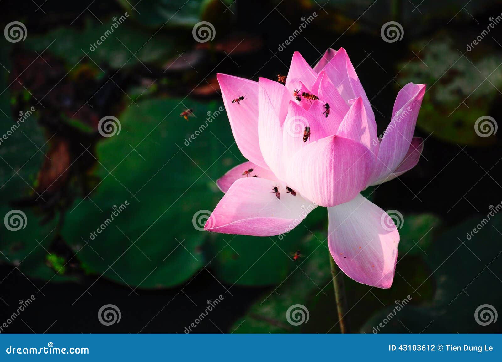 0023-Bees Get Nectar from Lotus Flower Stock Photo - Image of close ...