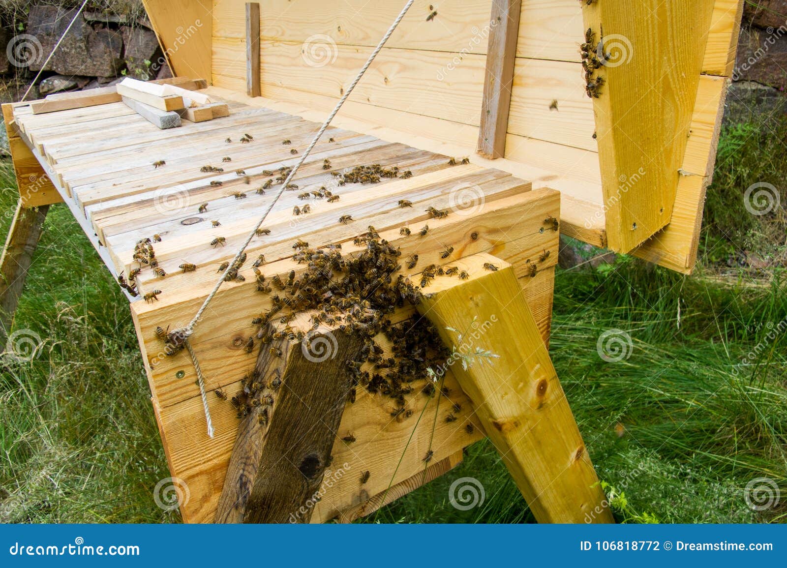 Bees Getting Ready To Swarm on a Top Bar Hive. Stock Photo - Image of ...